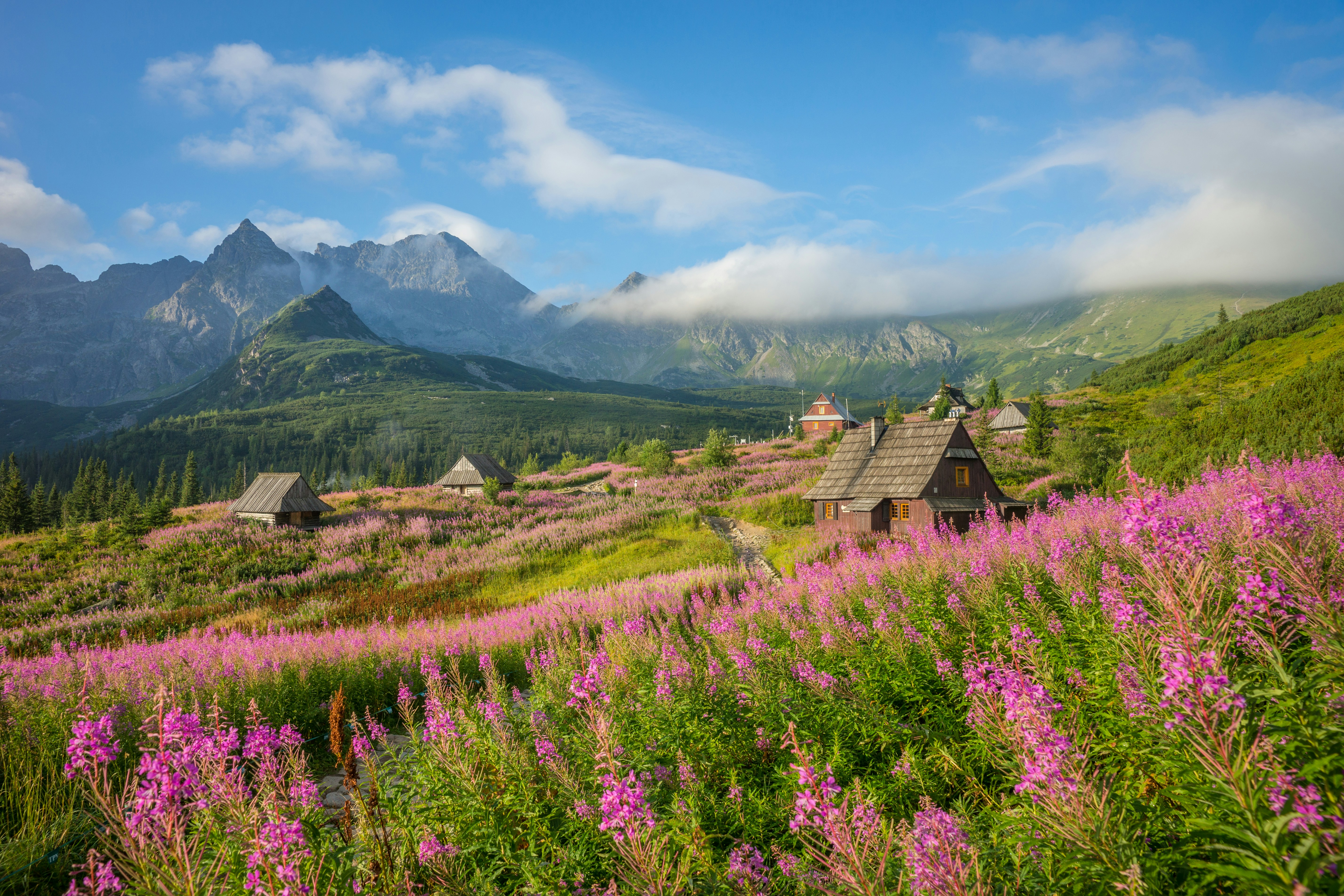 Blooms at the Foot of the Dolomite-Like Ridge