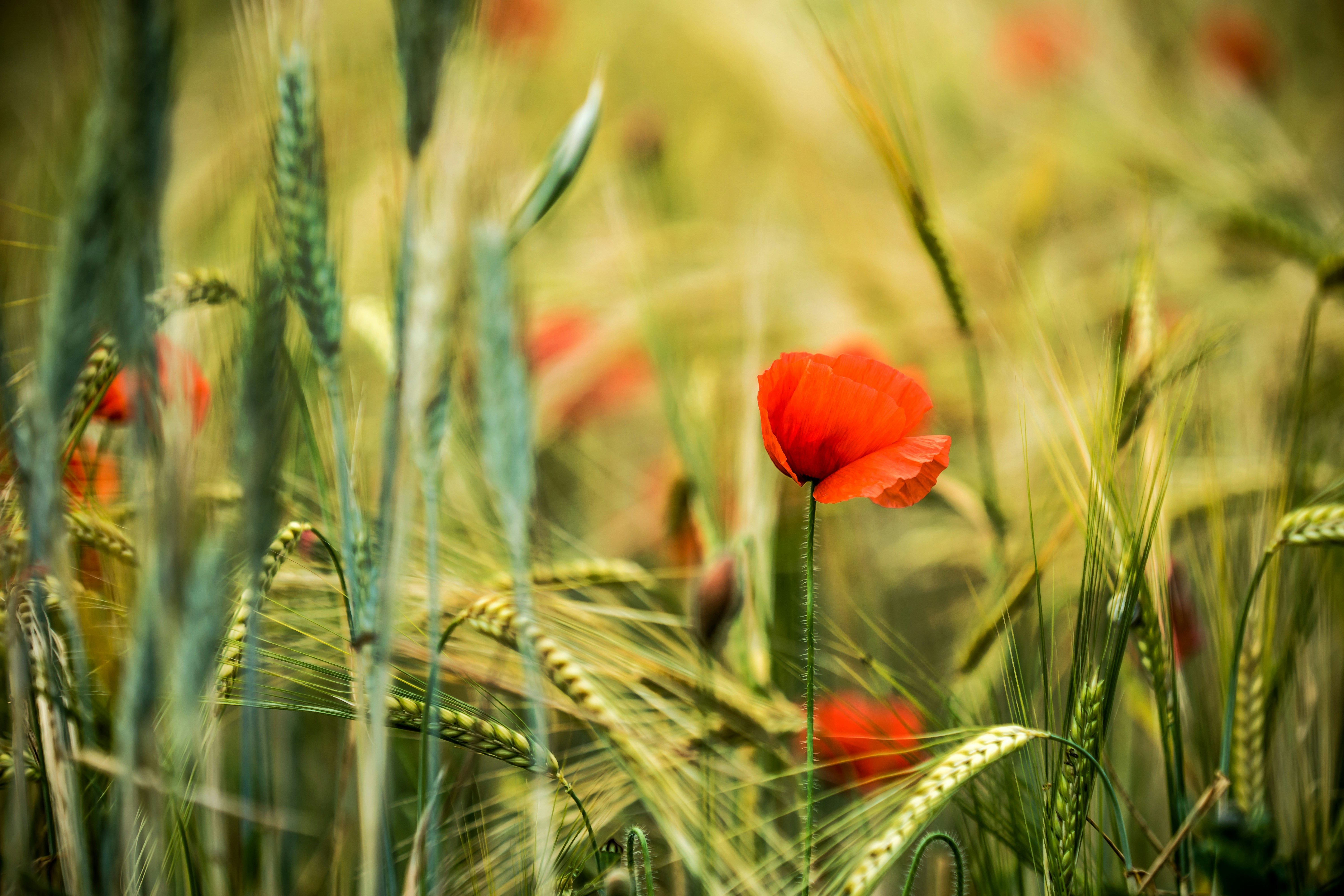 Red Poppy in a Field of Amber Waves