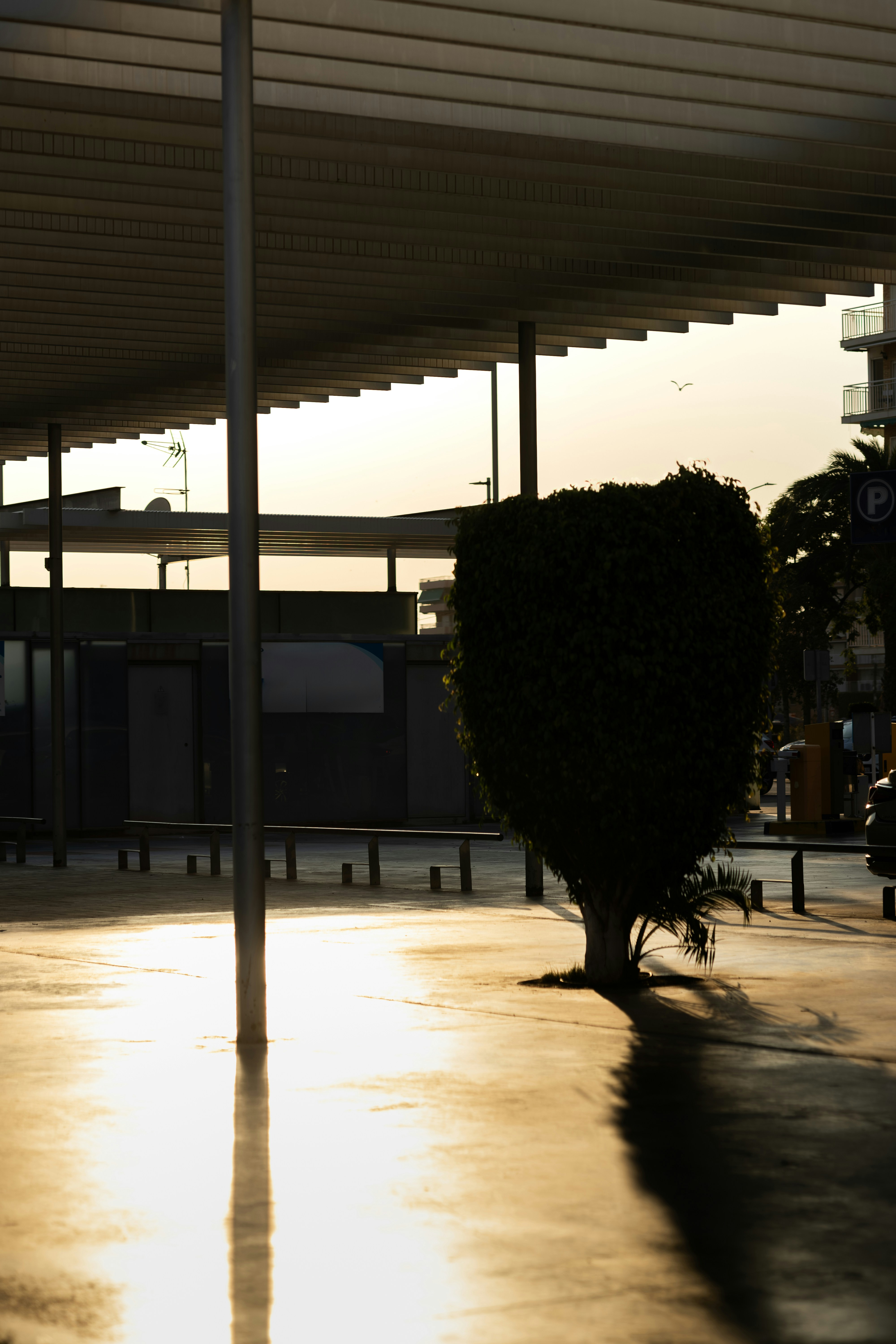 Sunlit Walkway, Silhouetted Tree, and Long Shadows