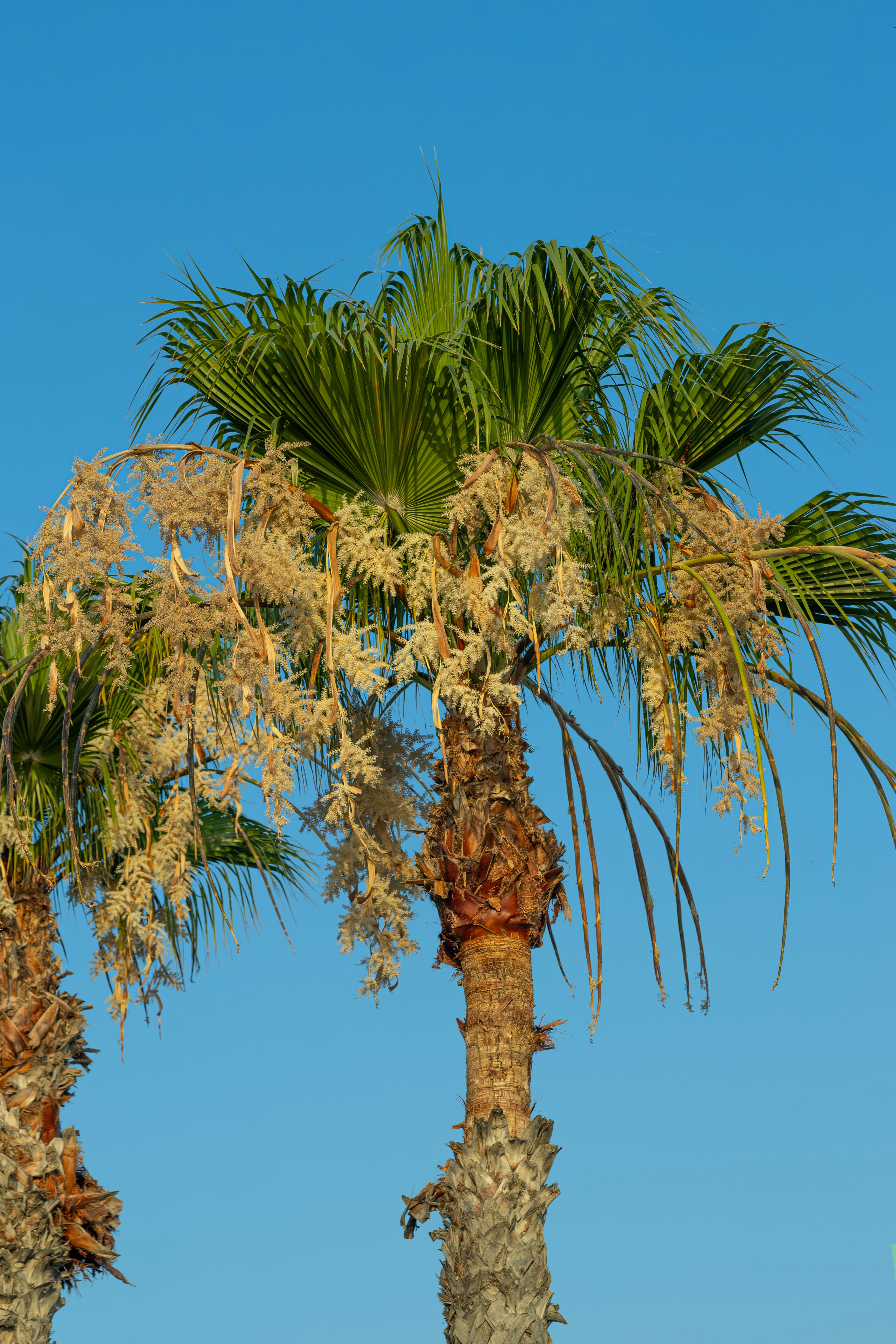 Palm Crown Under a Vivid Sky