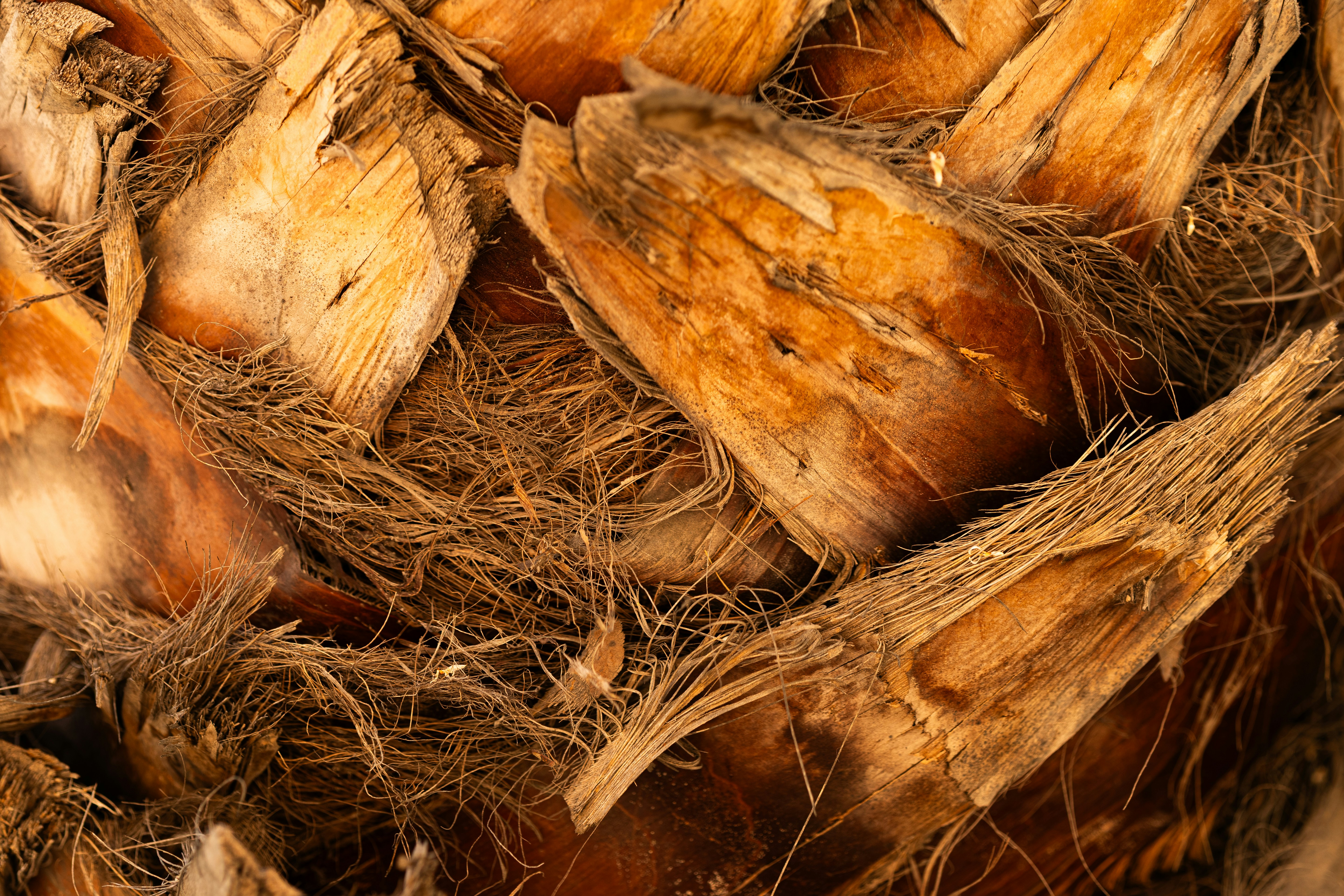 Fibrous Buried Threads: Close-up of Palm Fibers and Bark Texture