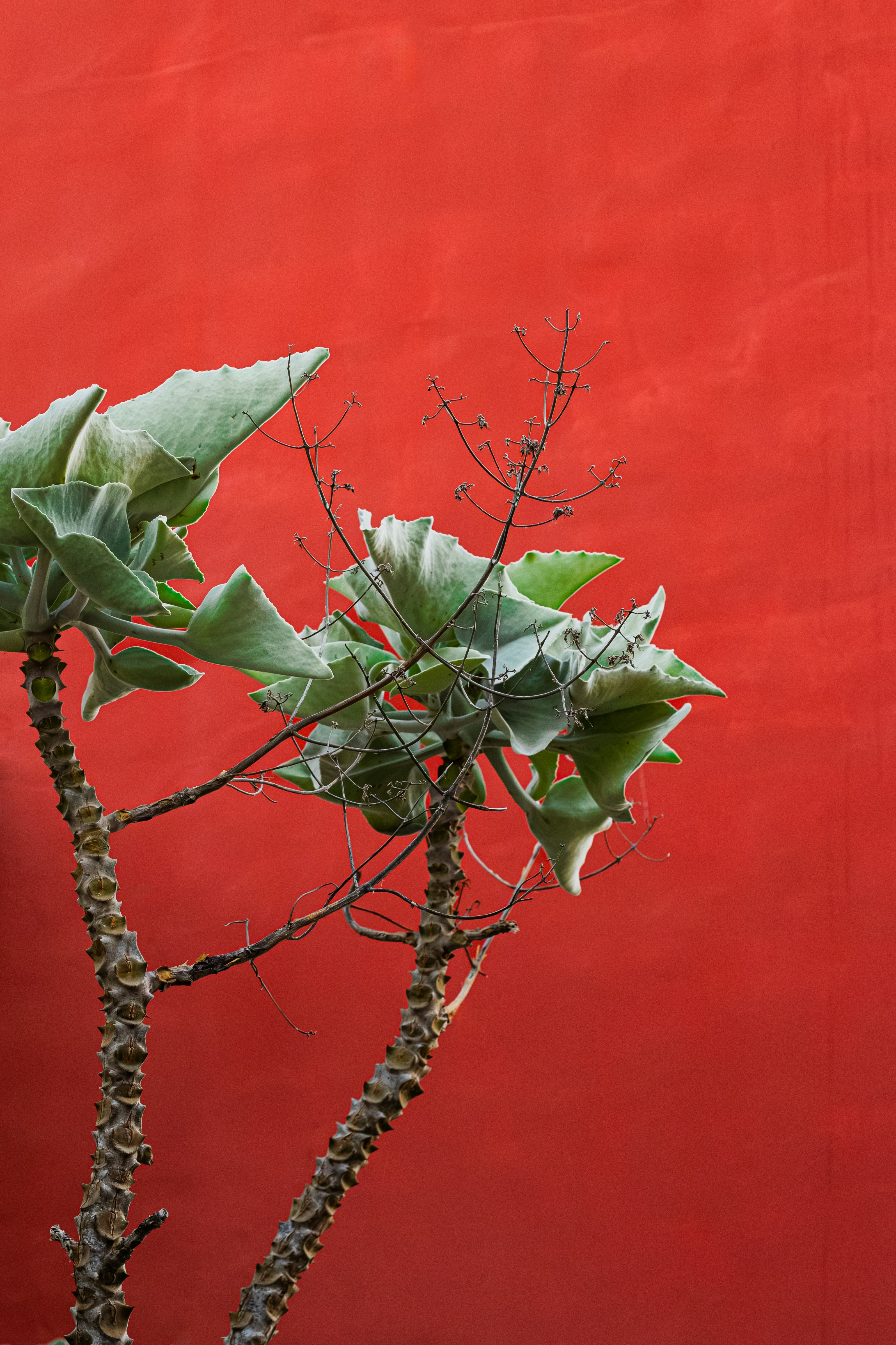 Desert Flora Against Crimson Backdrop