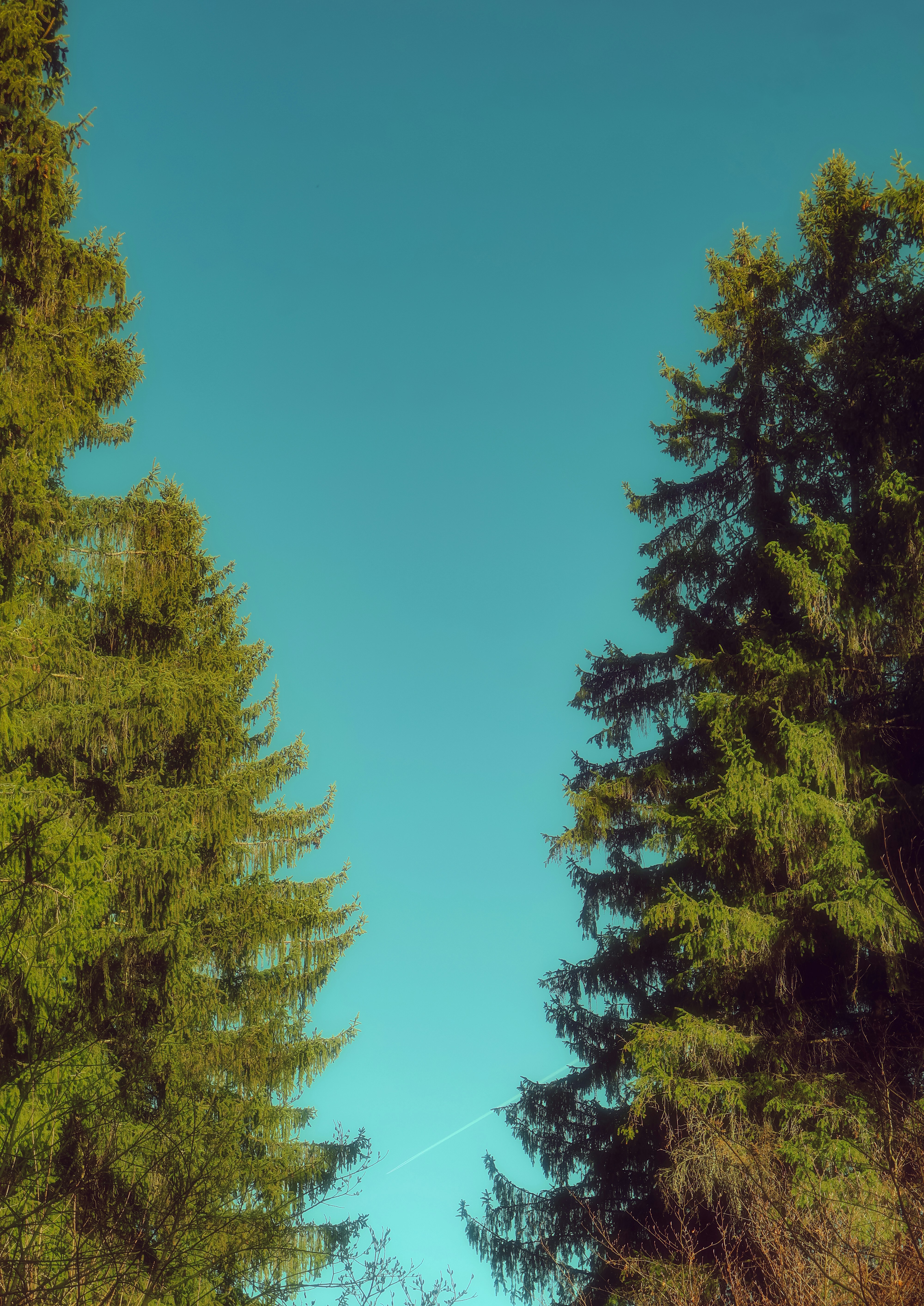 Tall Pines Reach for a Crystalline Sky