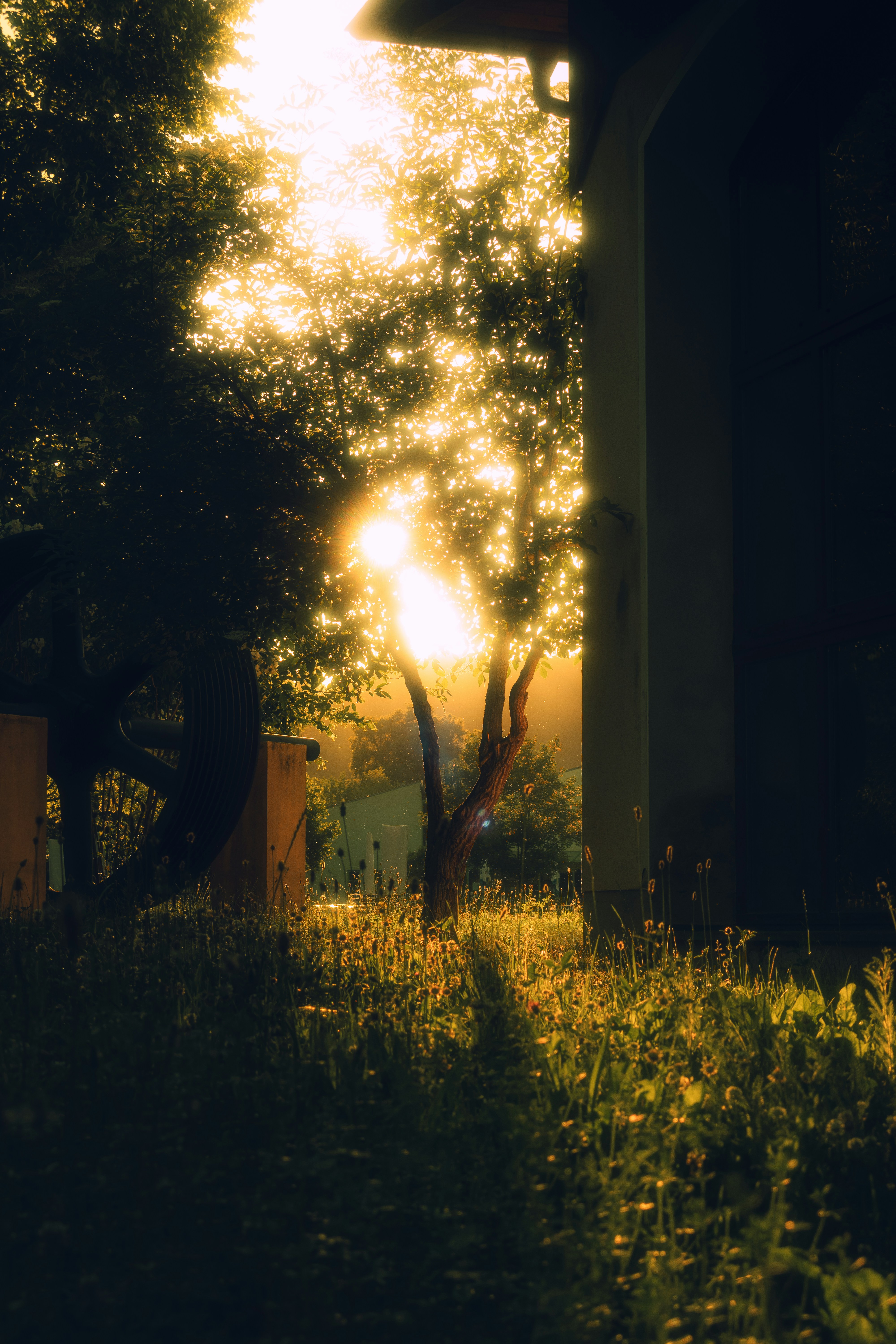 Golden Hour Between Structures: a Quiet Sunlit Meadow