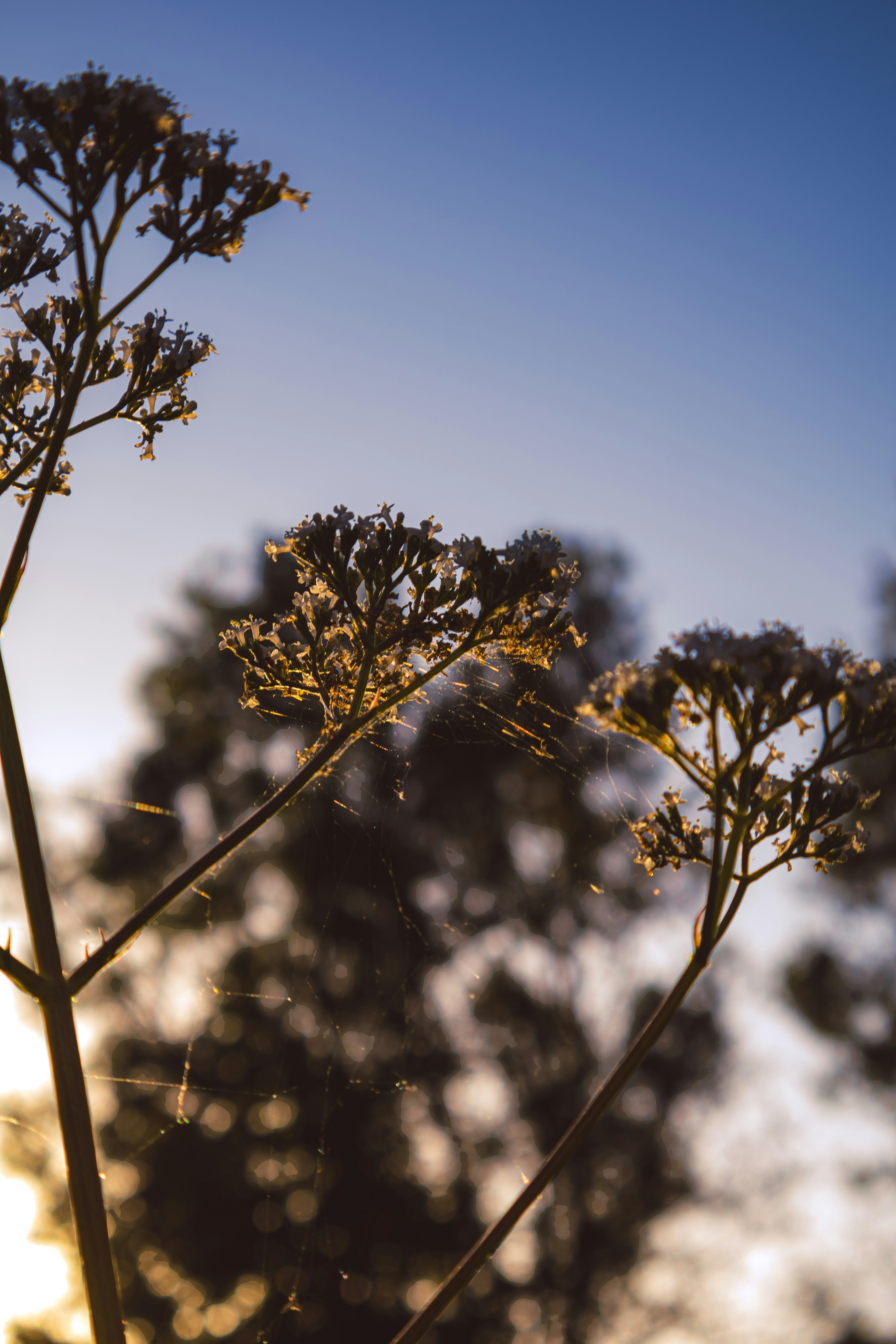 Sunlit Seed Heads Against a Velvet Sky