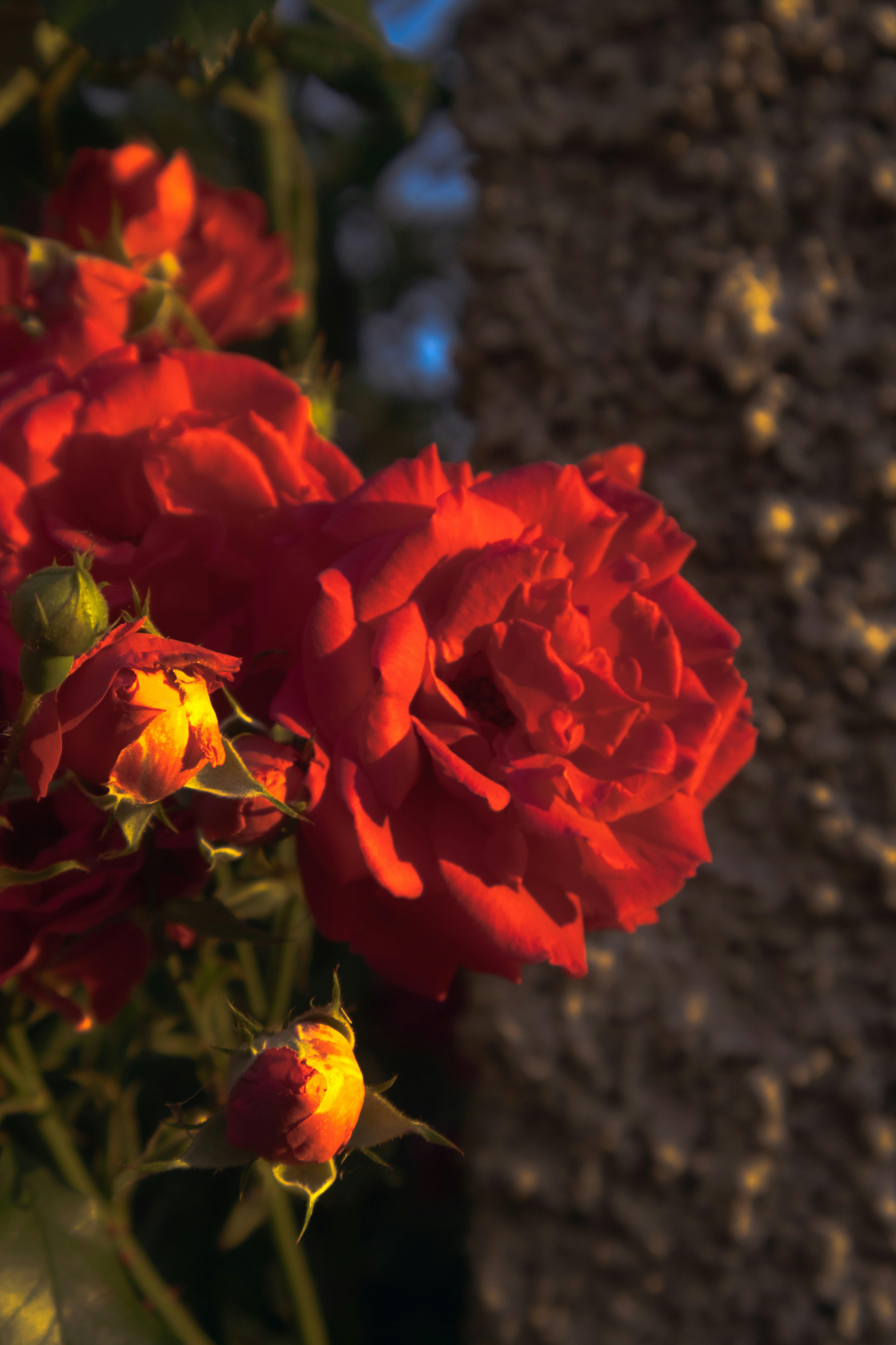 Crimson Rose in Warm Evening Glow