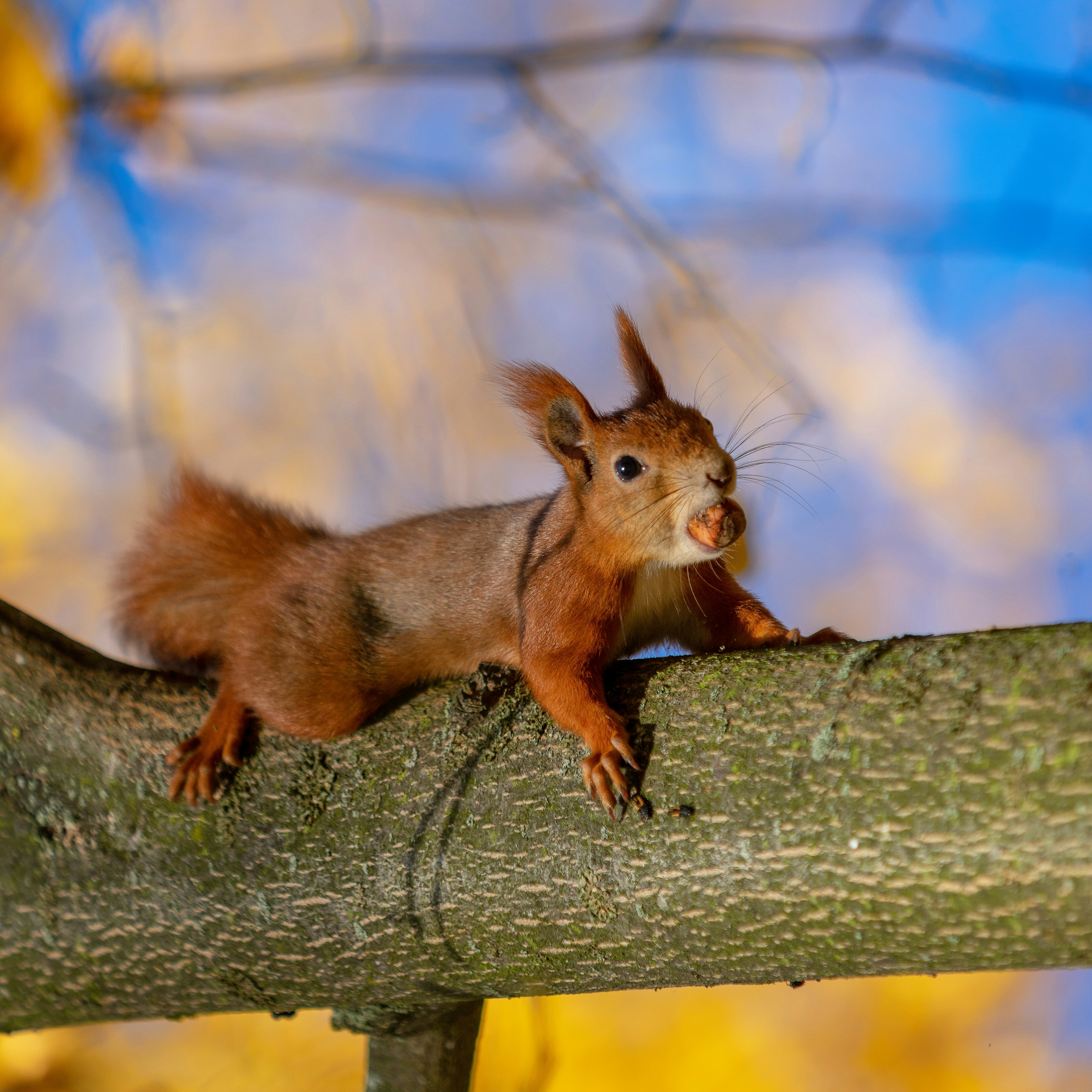 Squirrel Acrobat on a Sunlit Branch