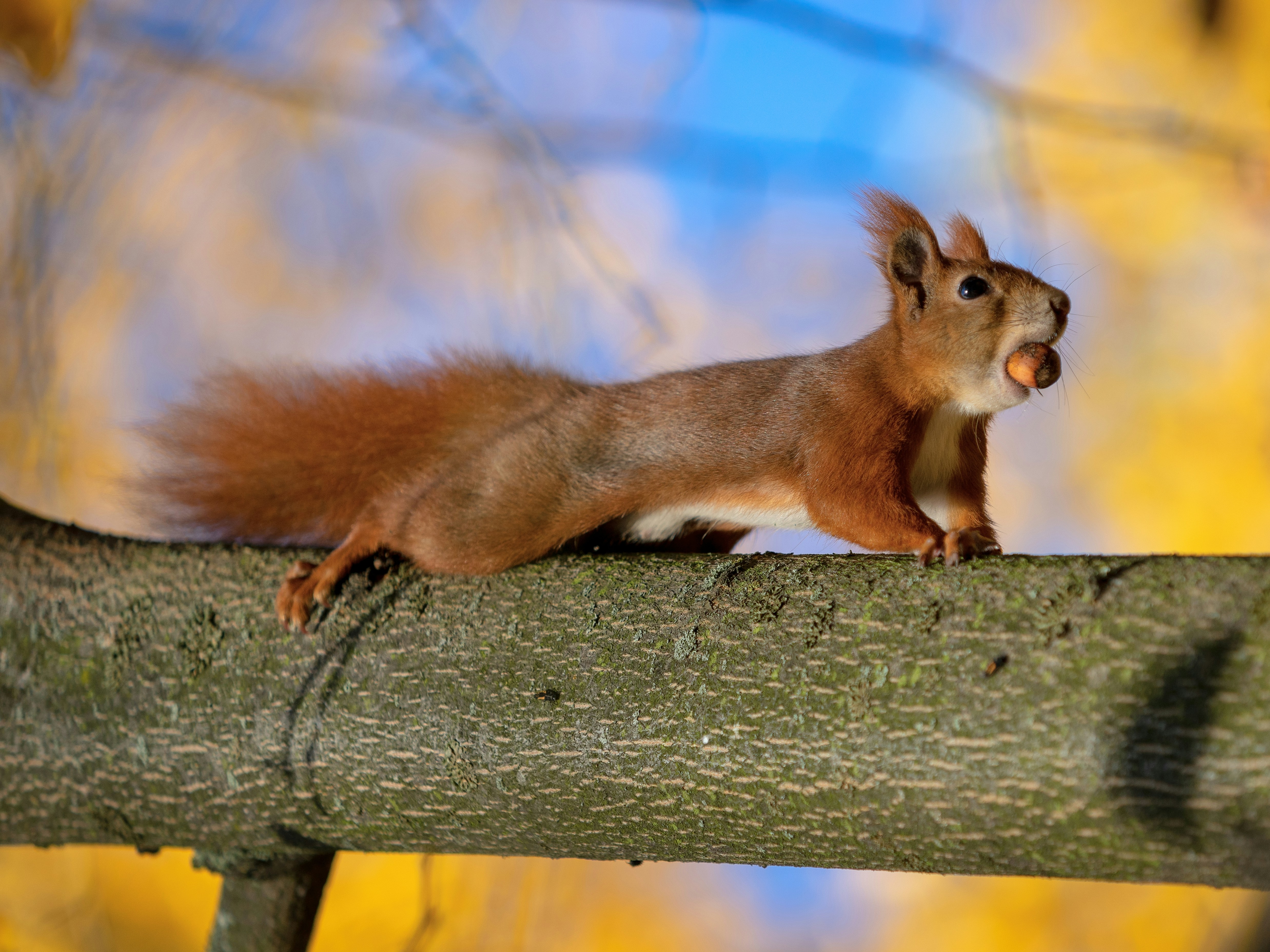 Squirrel on a sunlit log: alert and poised with a walnut in its mouth