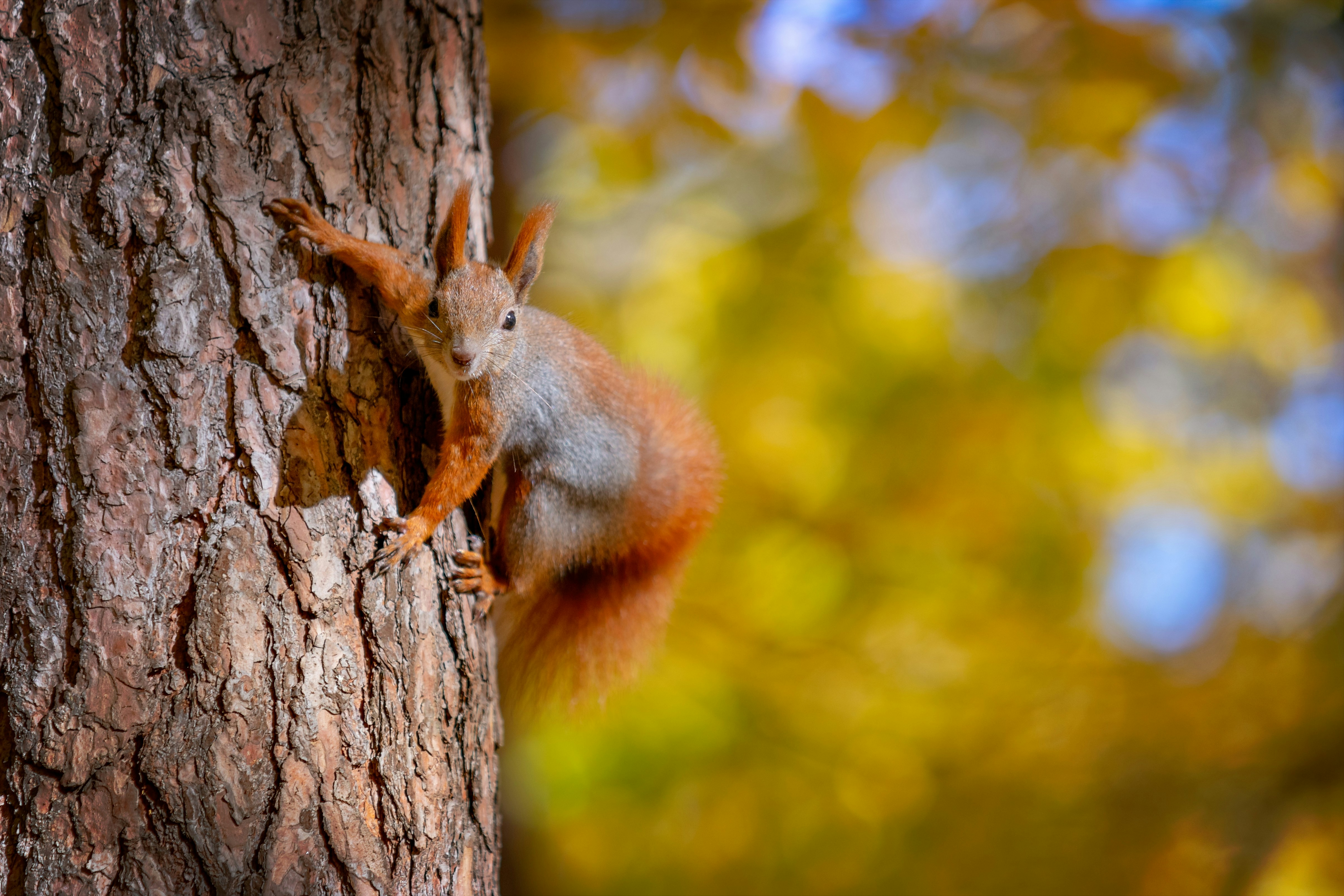 Treebound Squirrel: a sunlit leap along autumn bark