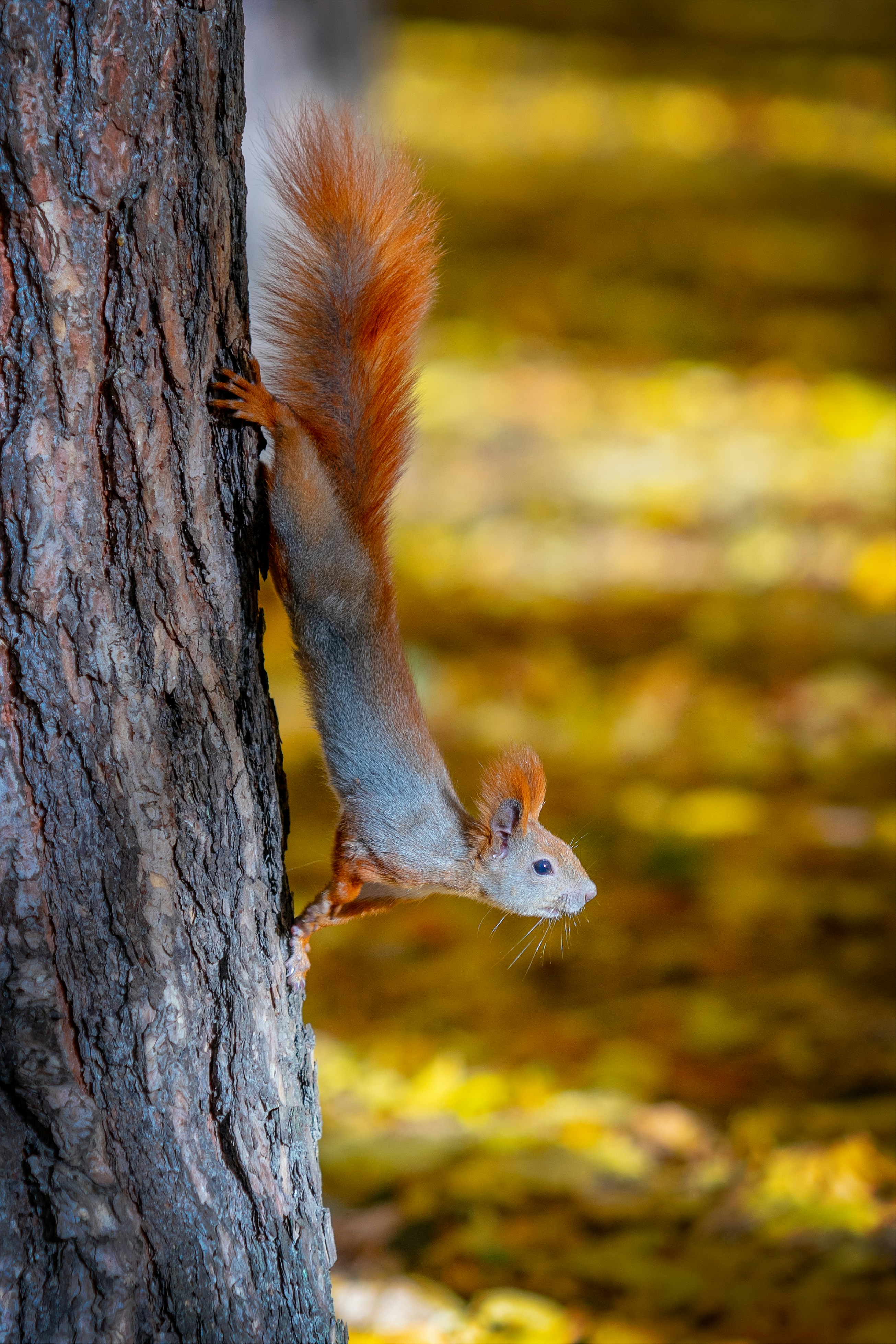 Squirrel Clinging to Bark: A Moment of Autumn Alert