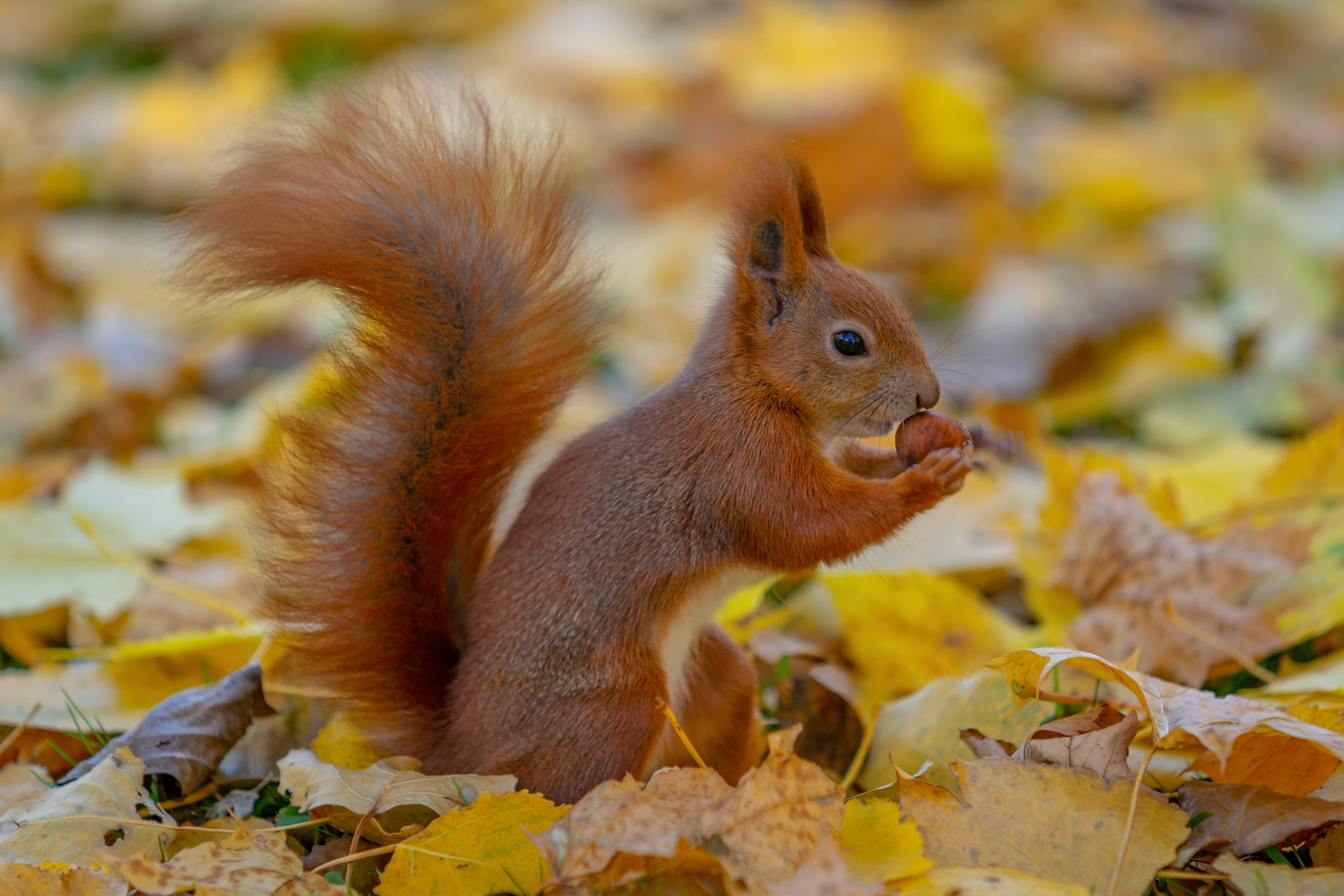 Autumn Nut: A Red Squirrel Delicately Forages Among Golden Leaves
