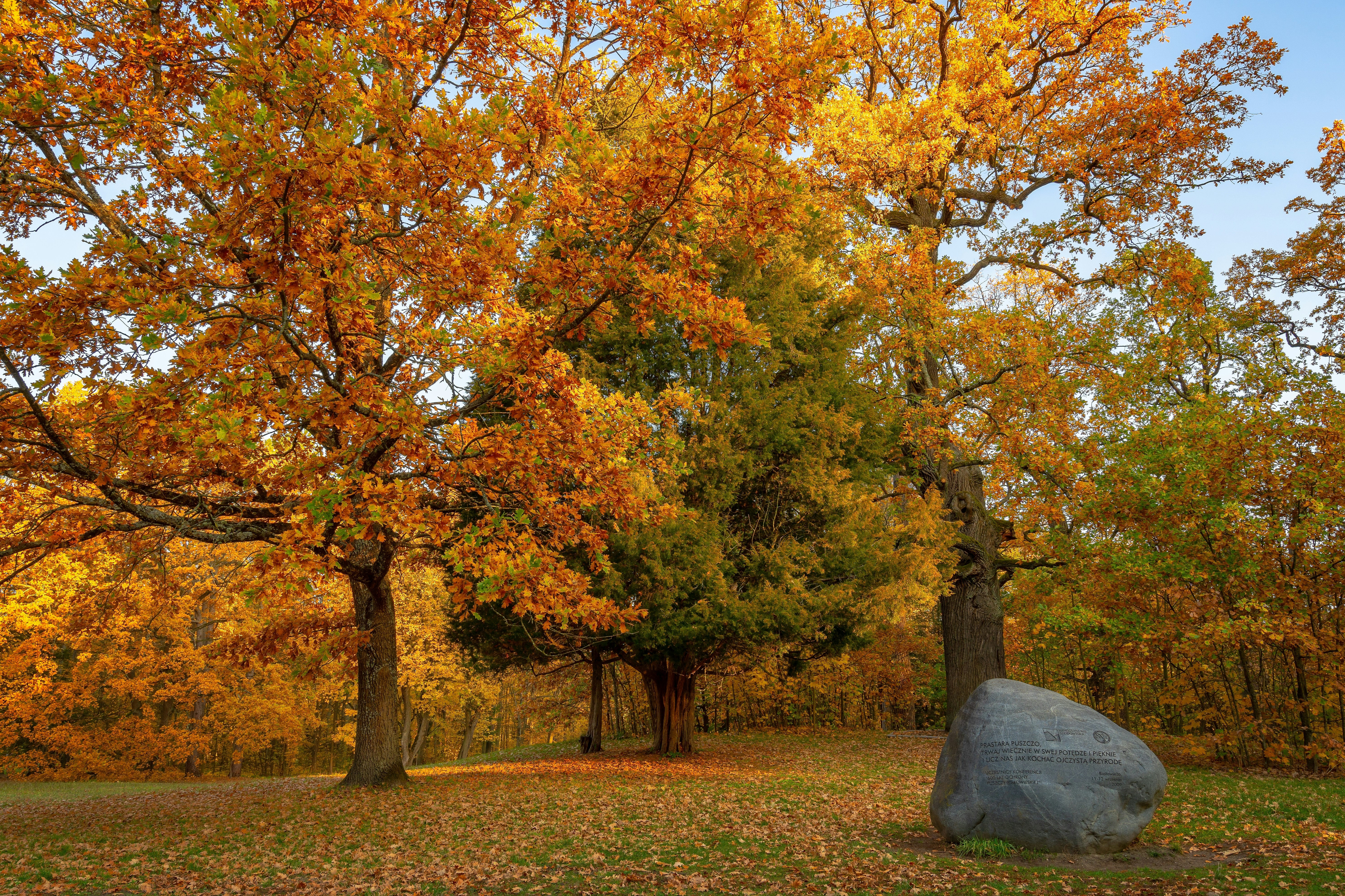 Autumn Arbor & Granite Sentinel