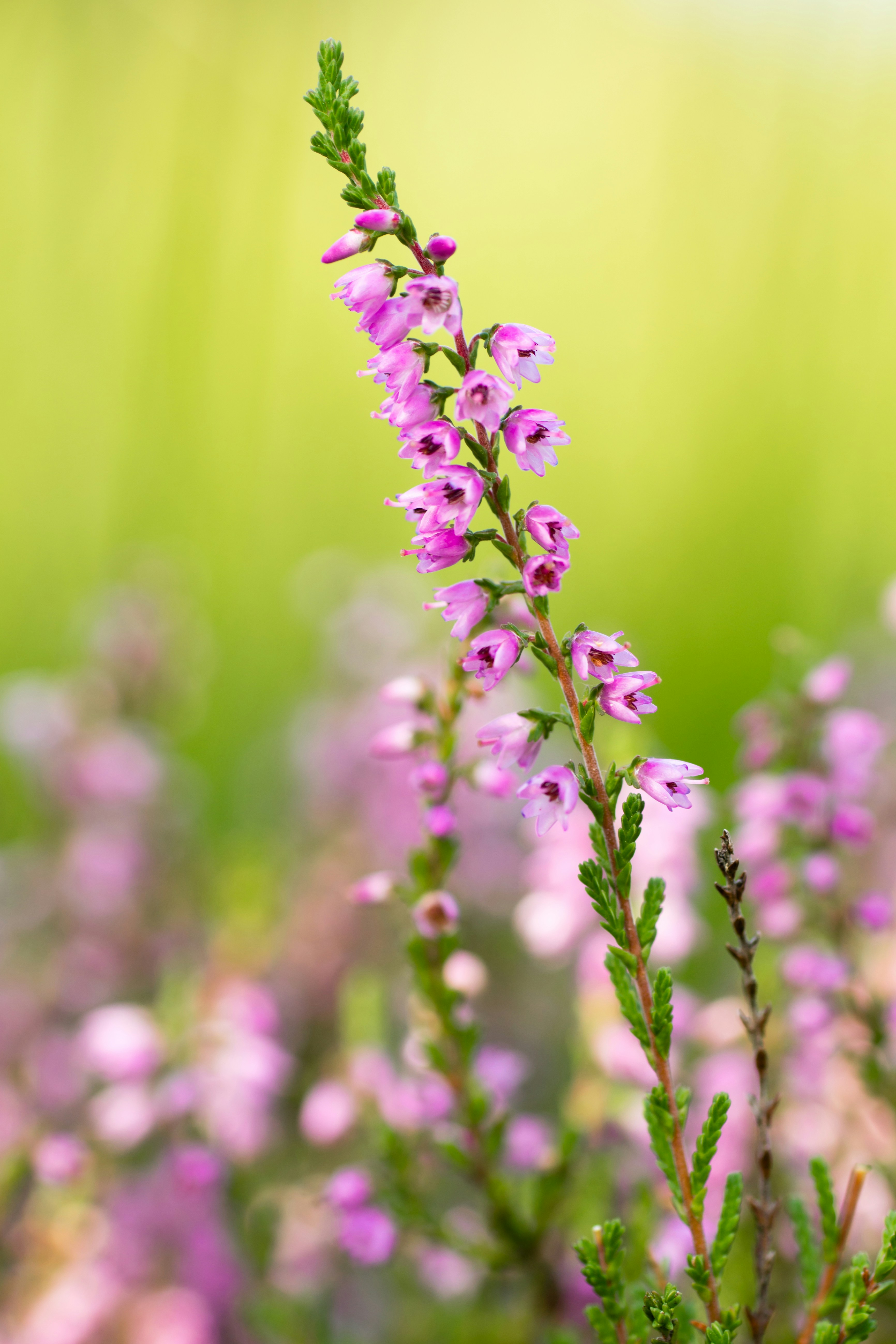 Pink spire of bells: a close embrace of wildflower bloom