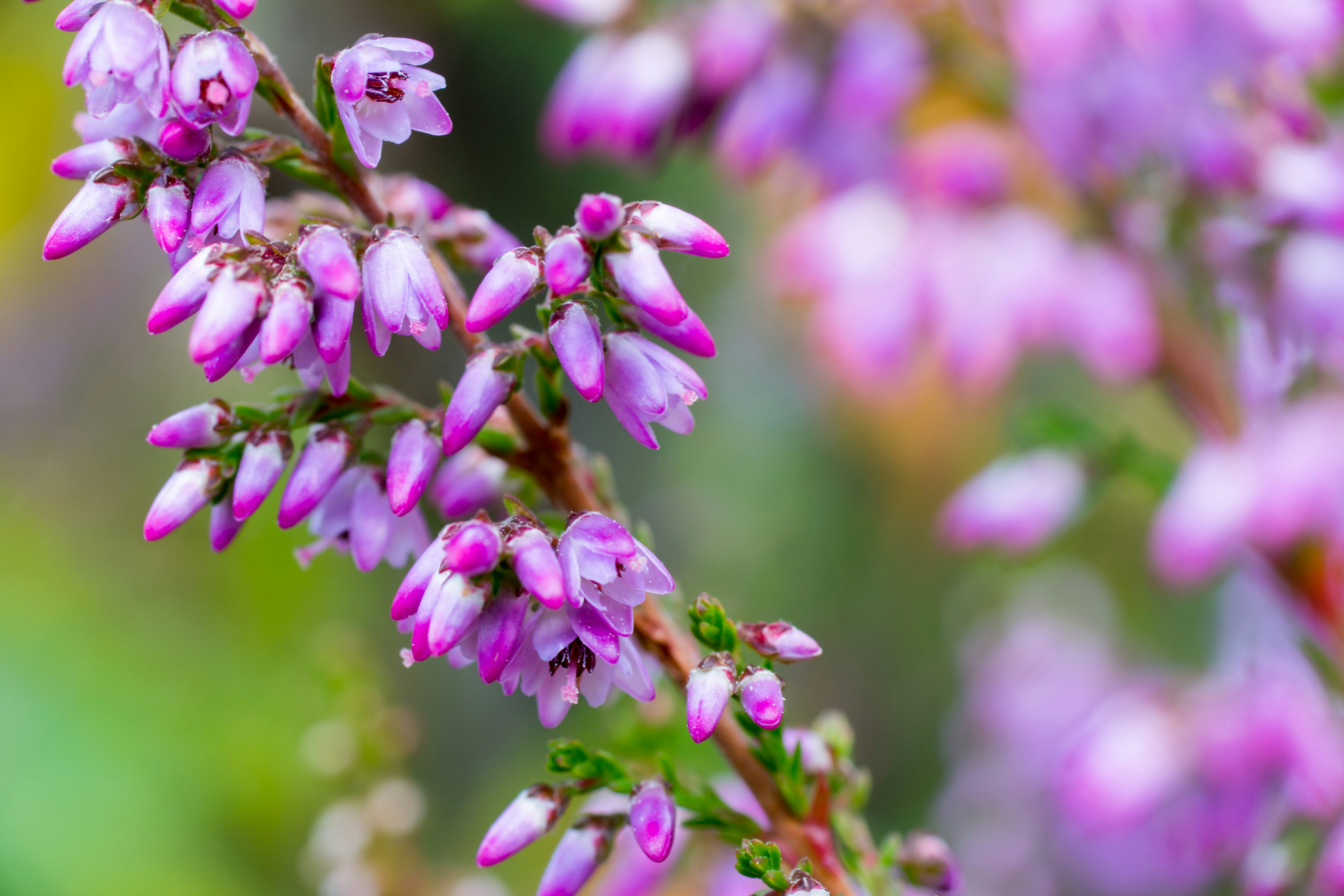 Venus-flush: a close-up of lilac blossoms along a silver-green stem