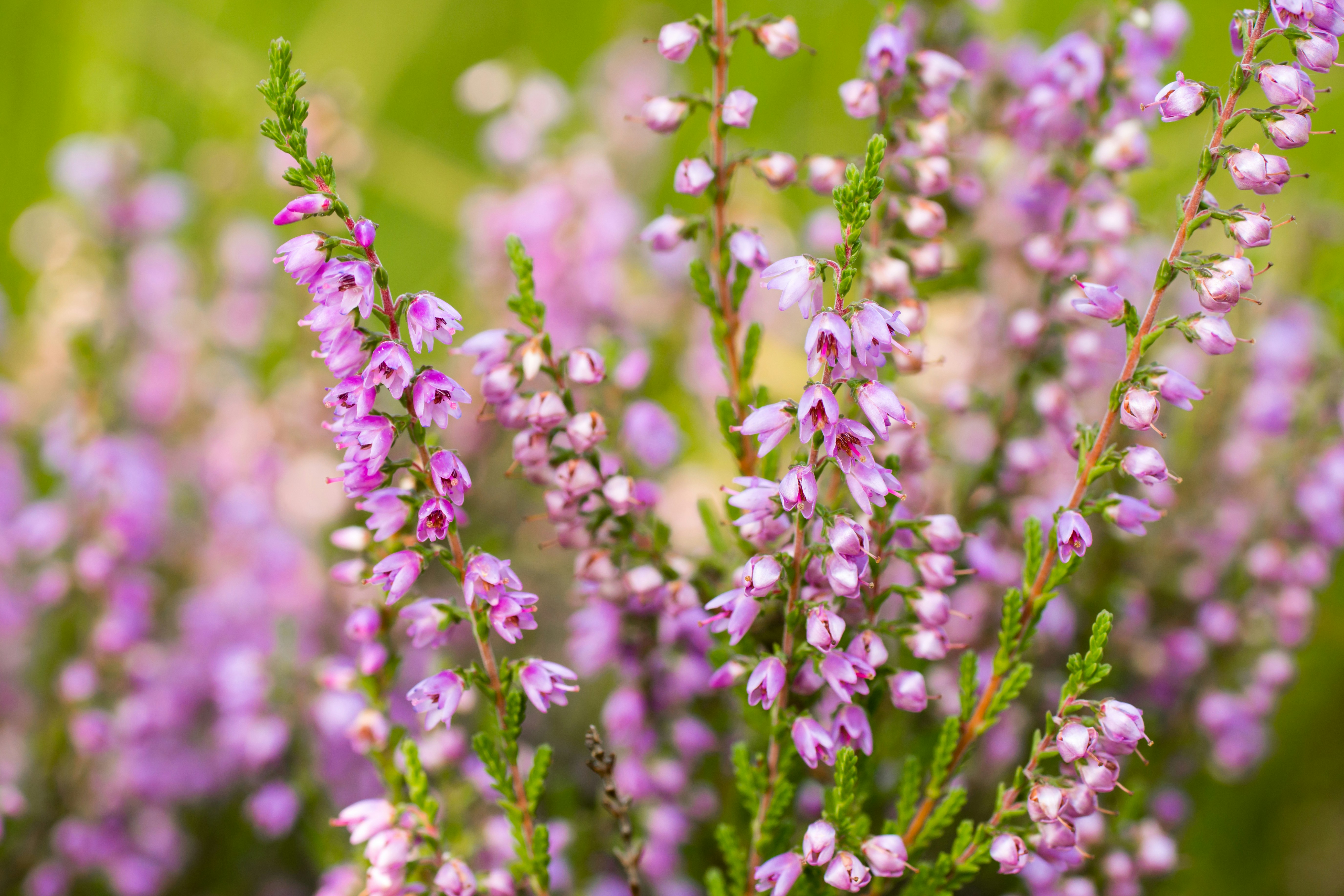 Heather flowers on a colored background bokeh