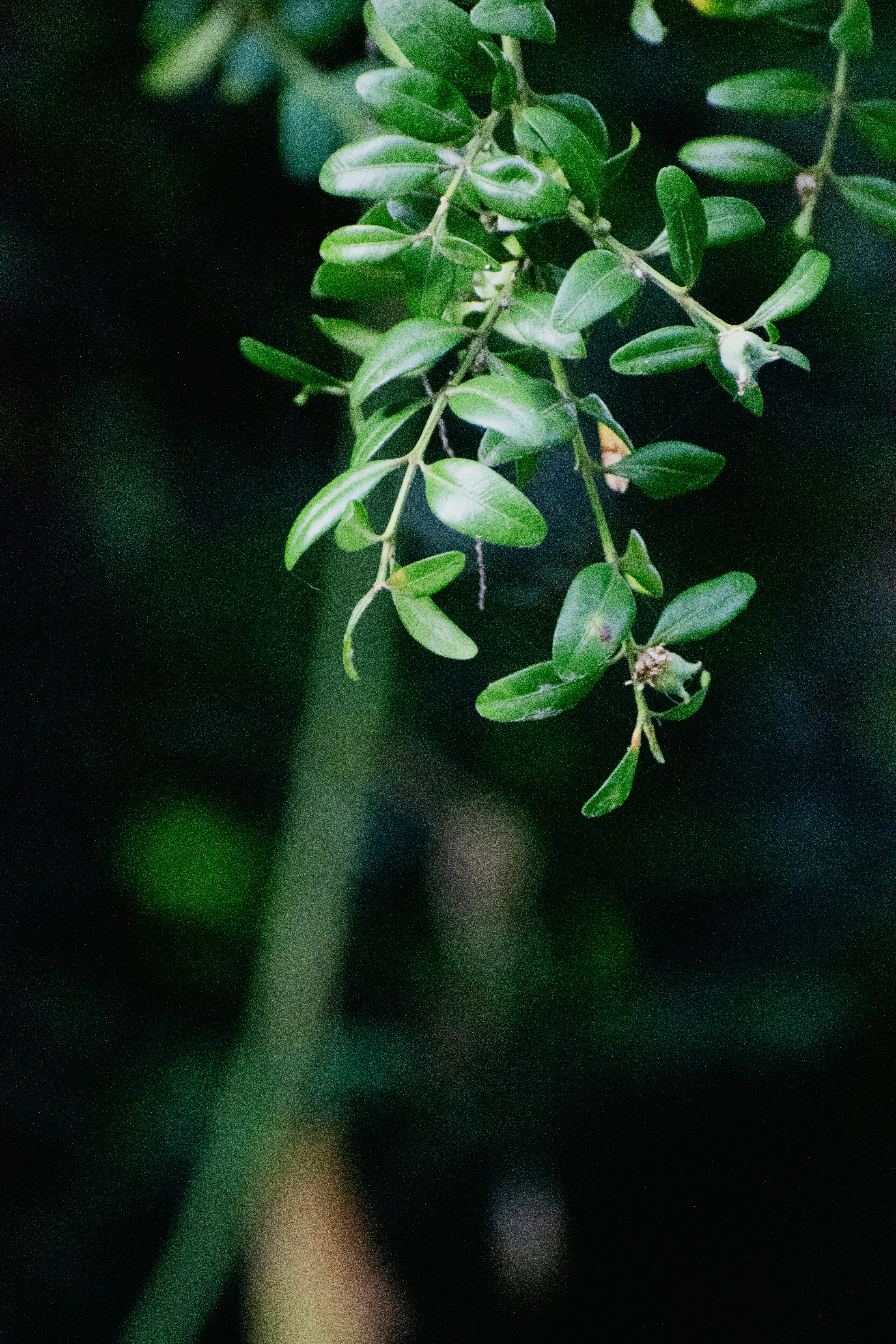 Hanging Sprigs in Focus: A Close-Up of Green Veined Foliage