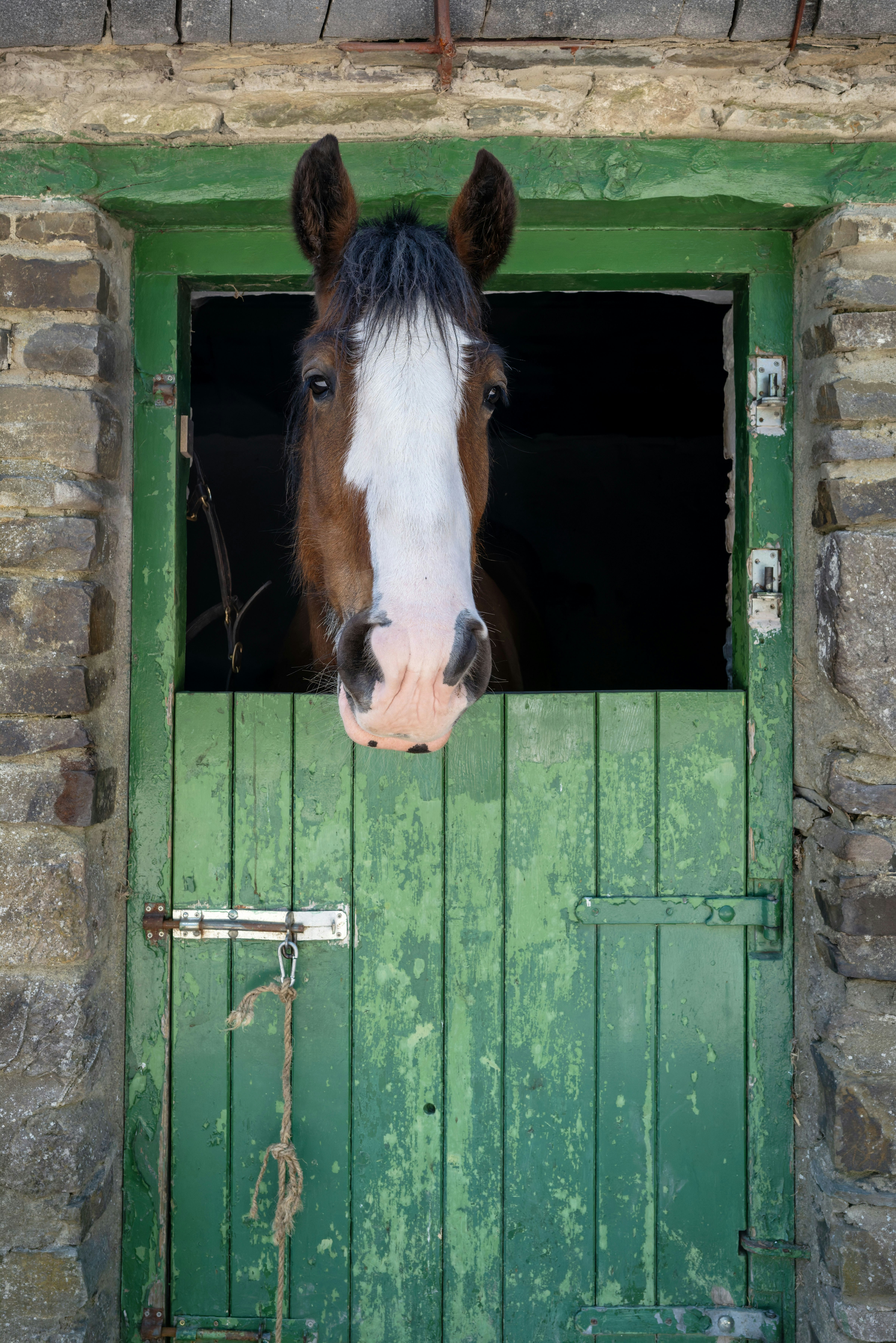 Green Barn Gatekeeper: A Horse Peeks from a Weathered Stall