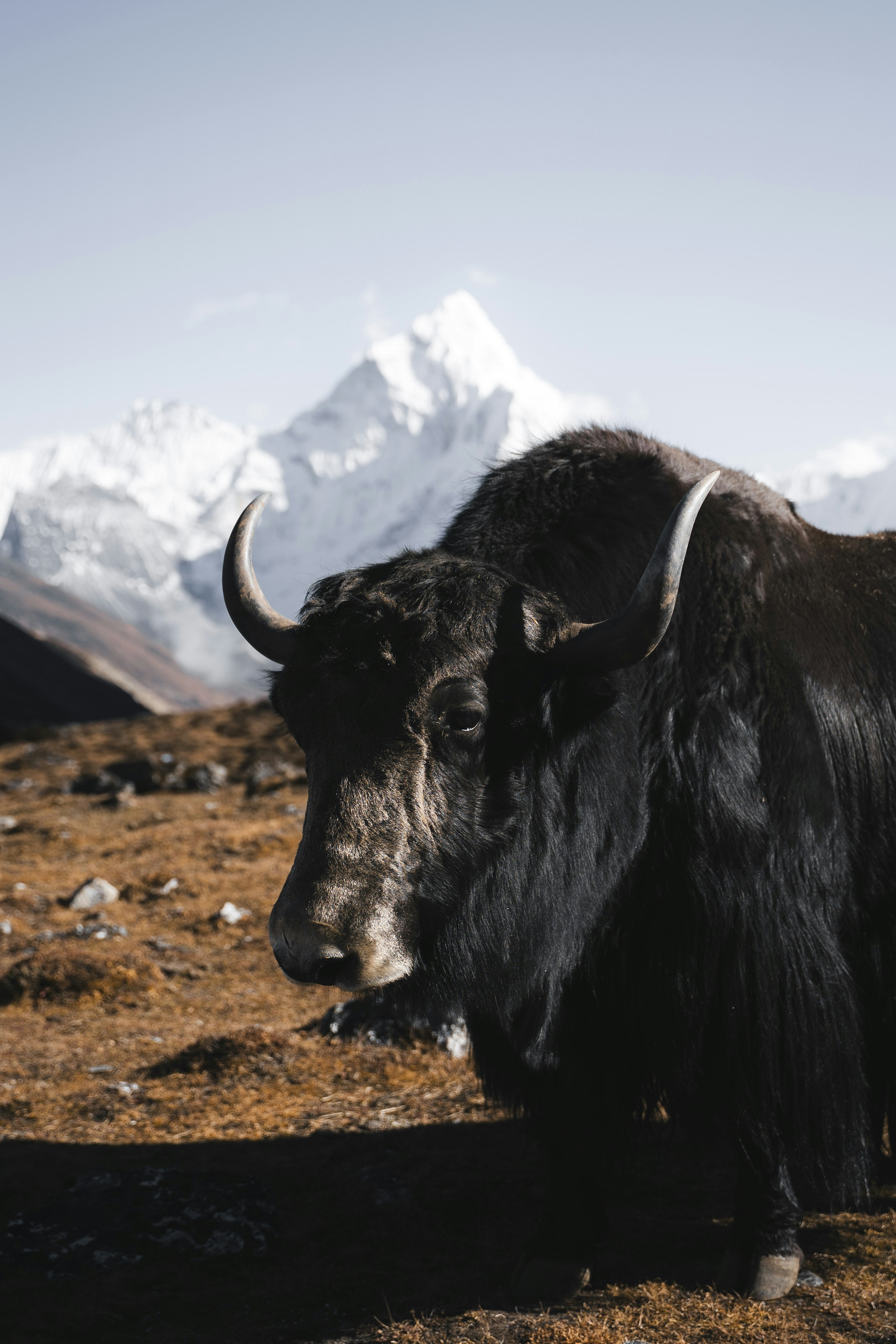 Highland Sentinel: A Yak Posing Before Snow-Scored Peaks