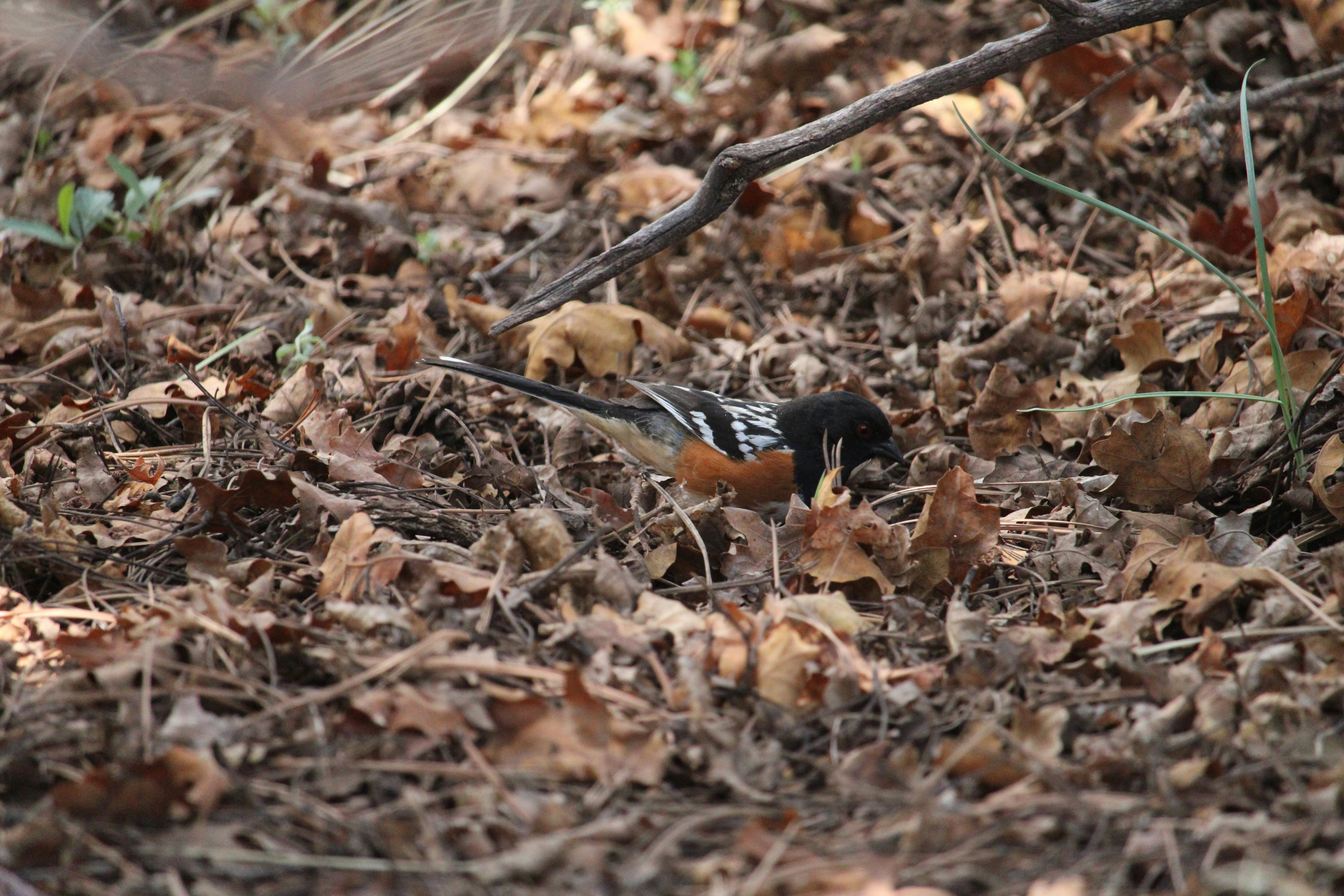 Hidden Swallowtail: A Dappled Warbler Nestled Among Autumn Leaves