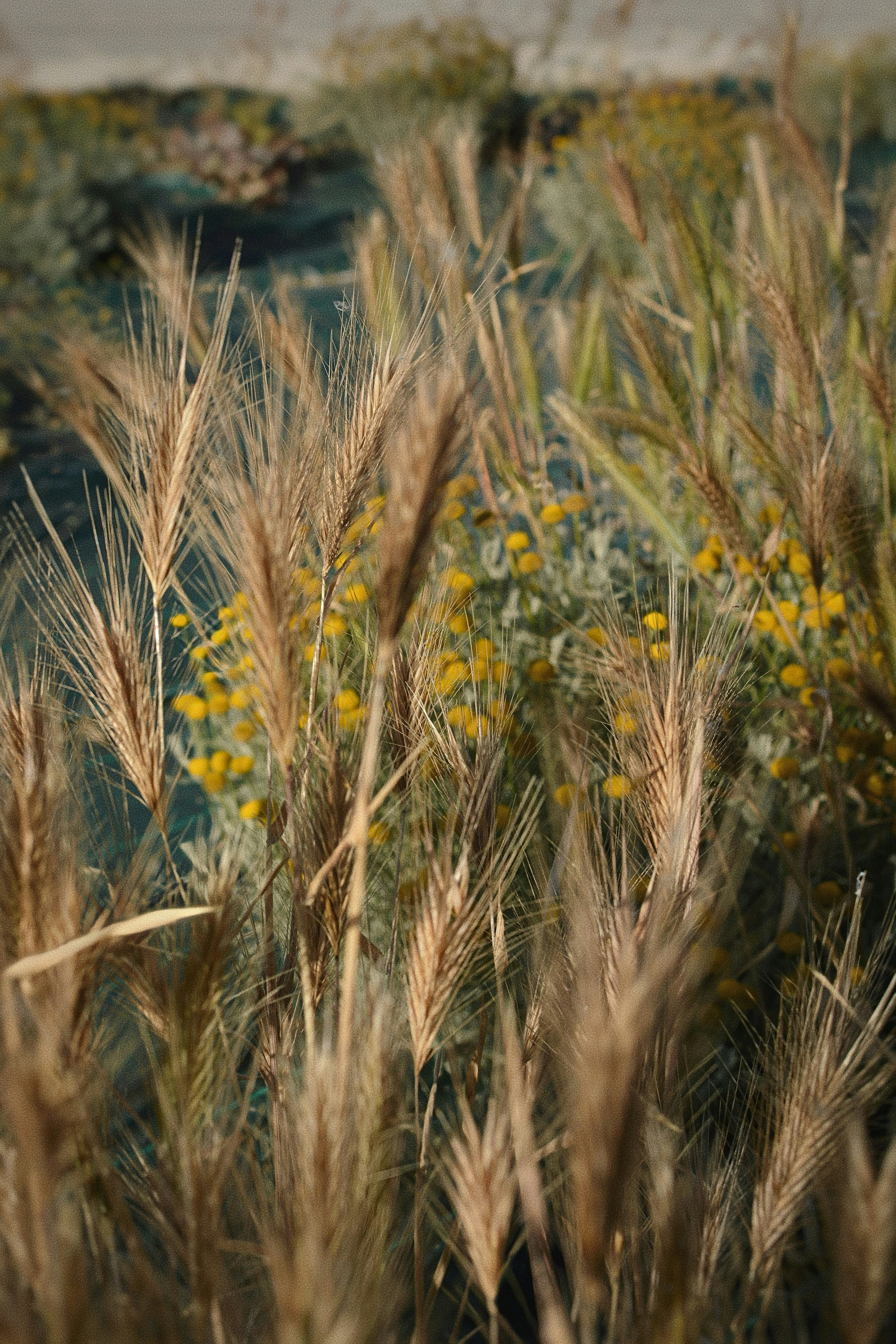 Field of Quiet Focus: Wild Grass and Golden Blooms