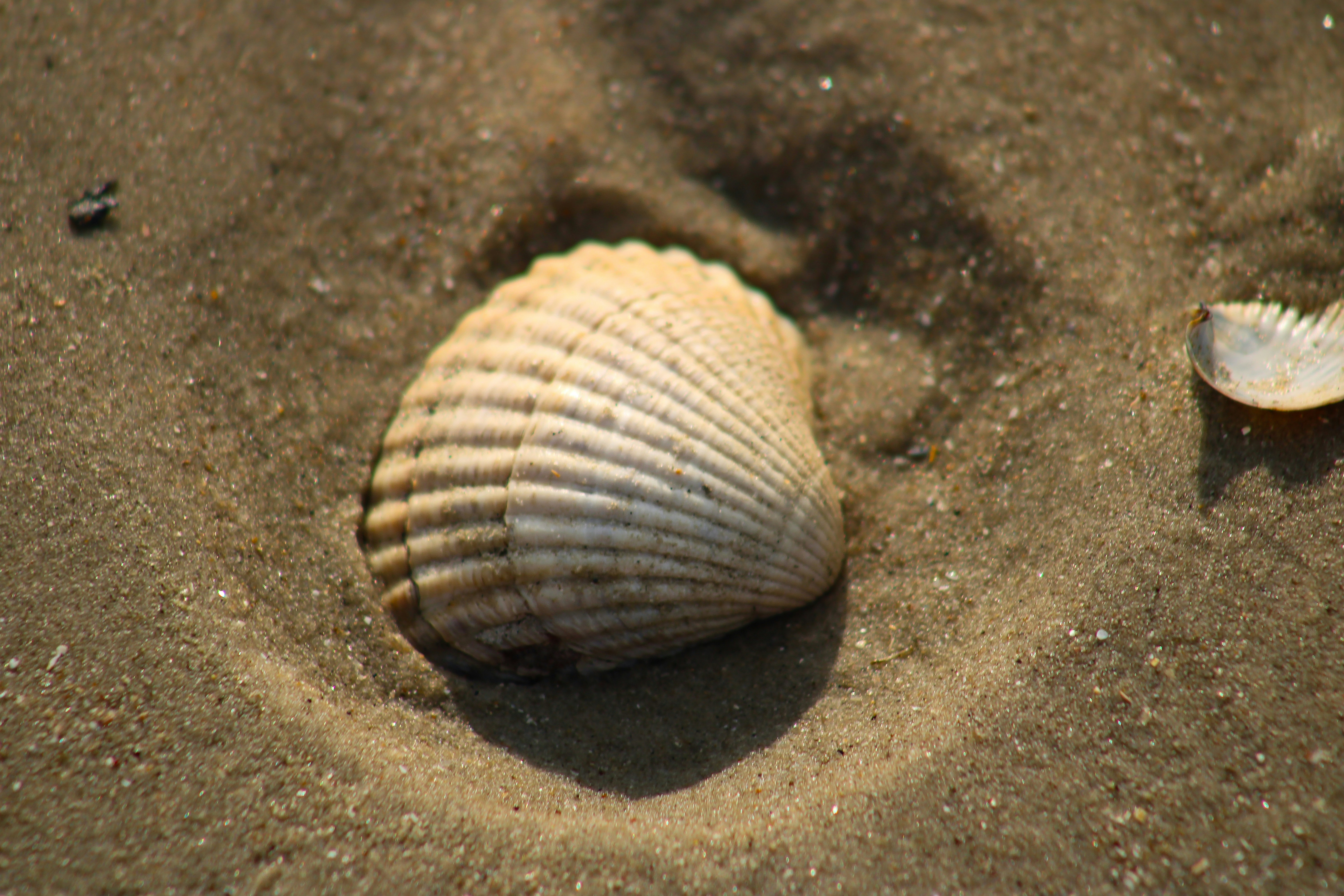 Shell on Sunlit Beach Bed: Quiet Curves in the Sand