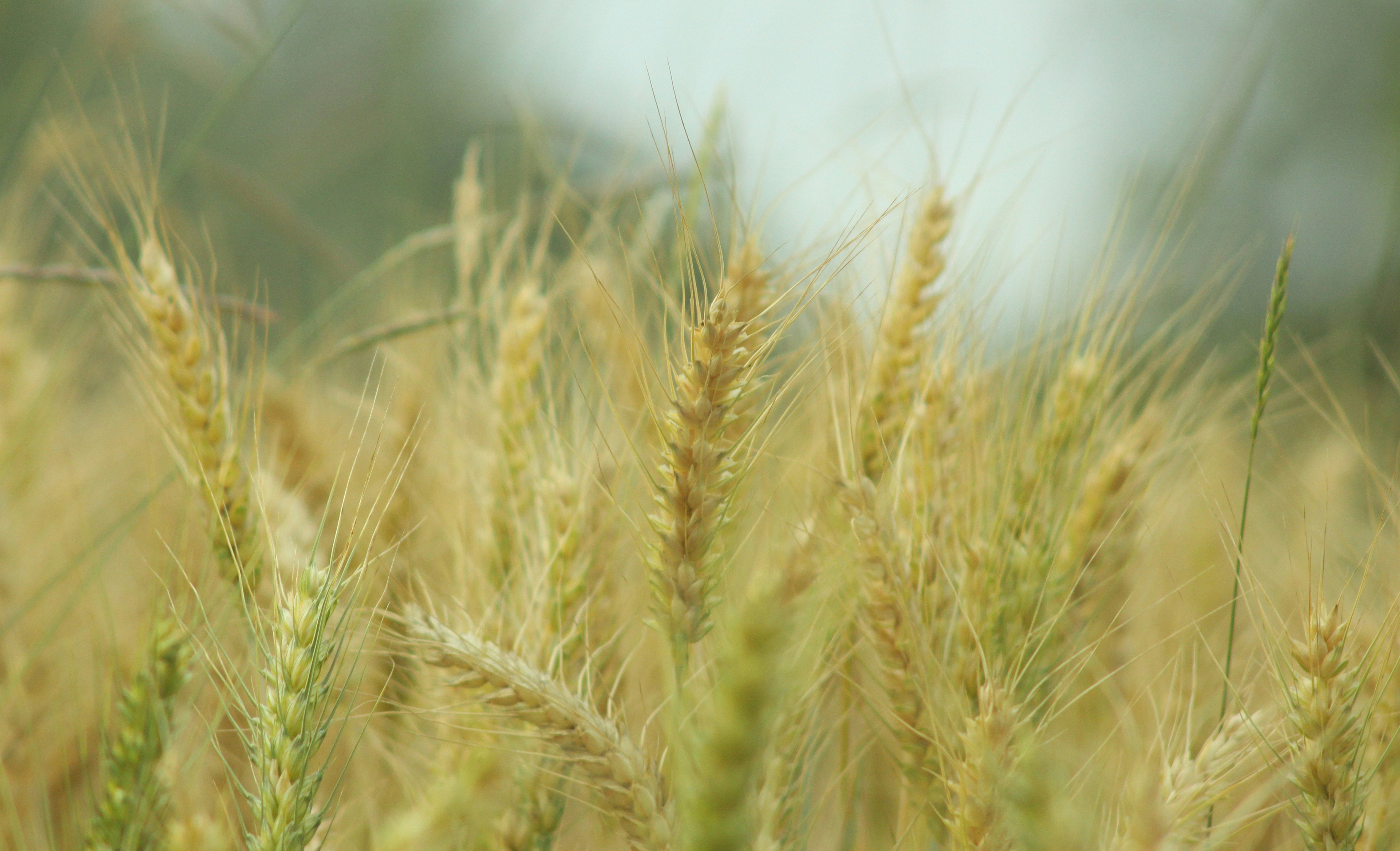 Golden Reach: Field of Wheat Stalks in Soft Morning Light