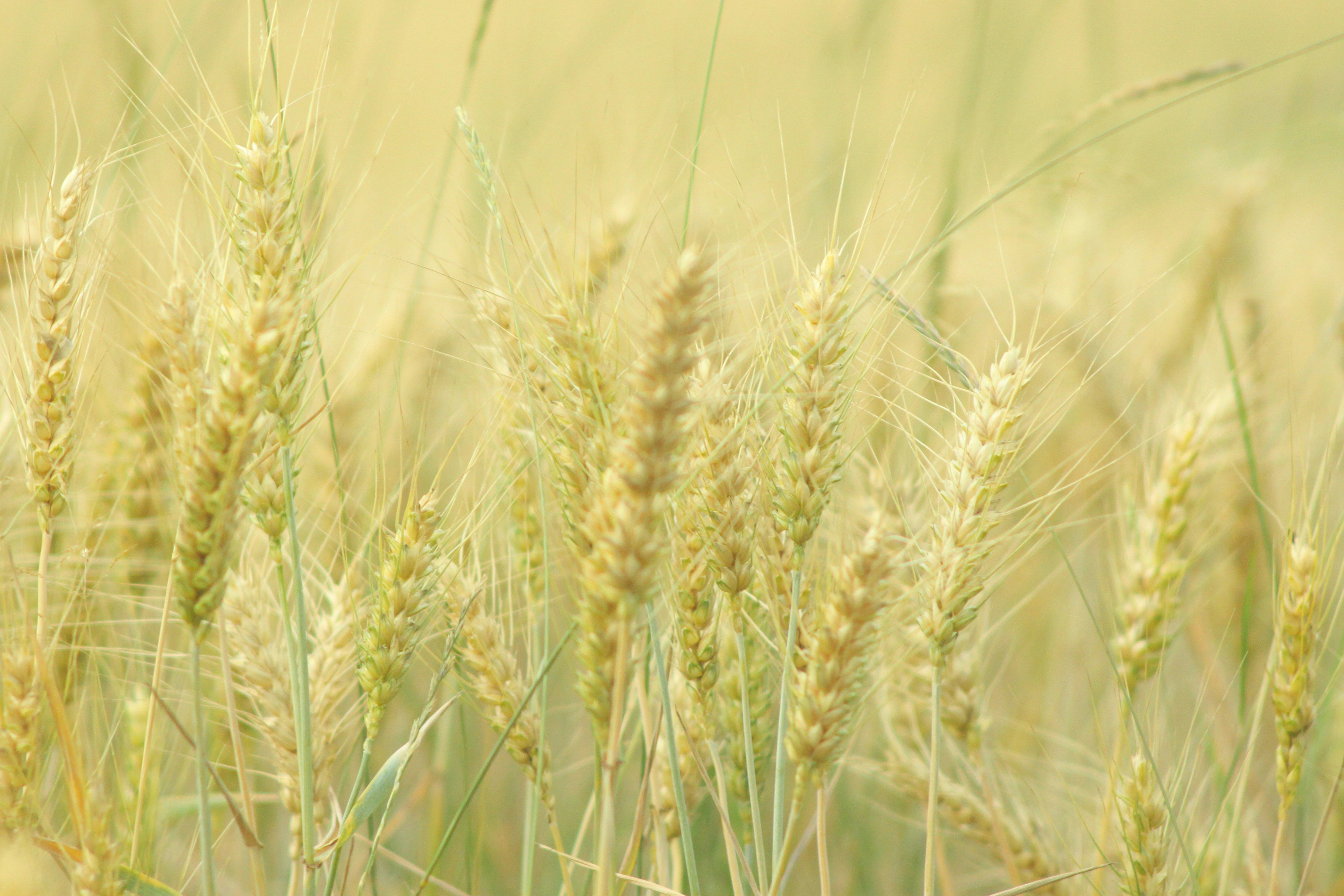 Golden Headlines: Wheat Stalks Softly Whisper in the Field