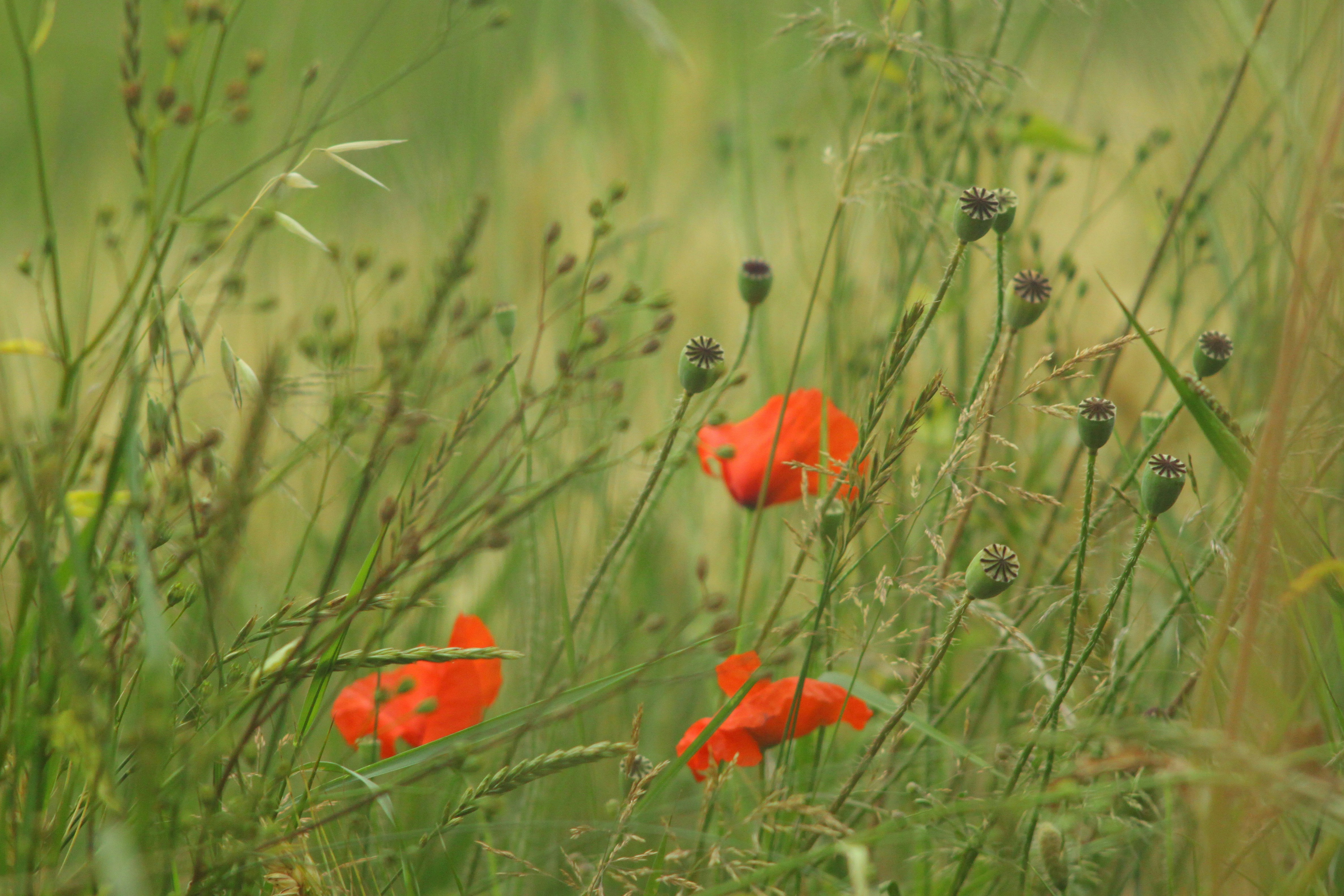 Red Poppies in Dappled Meadow