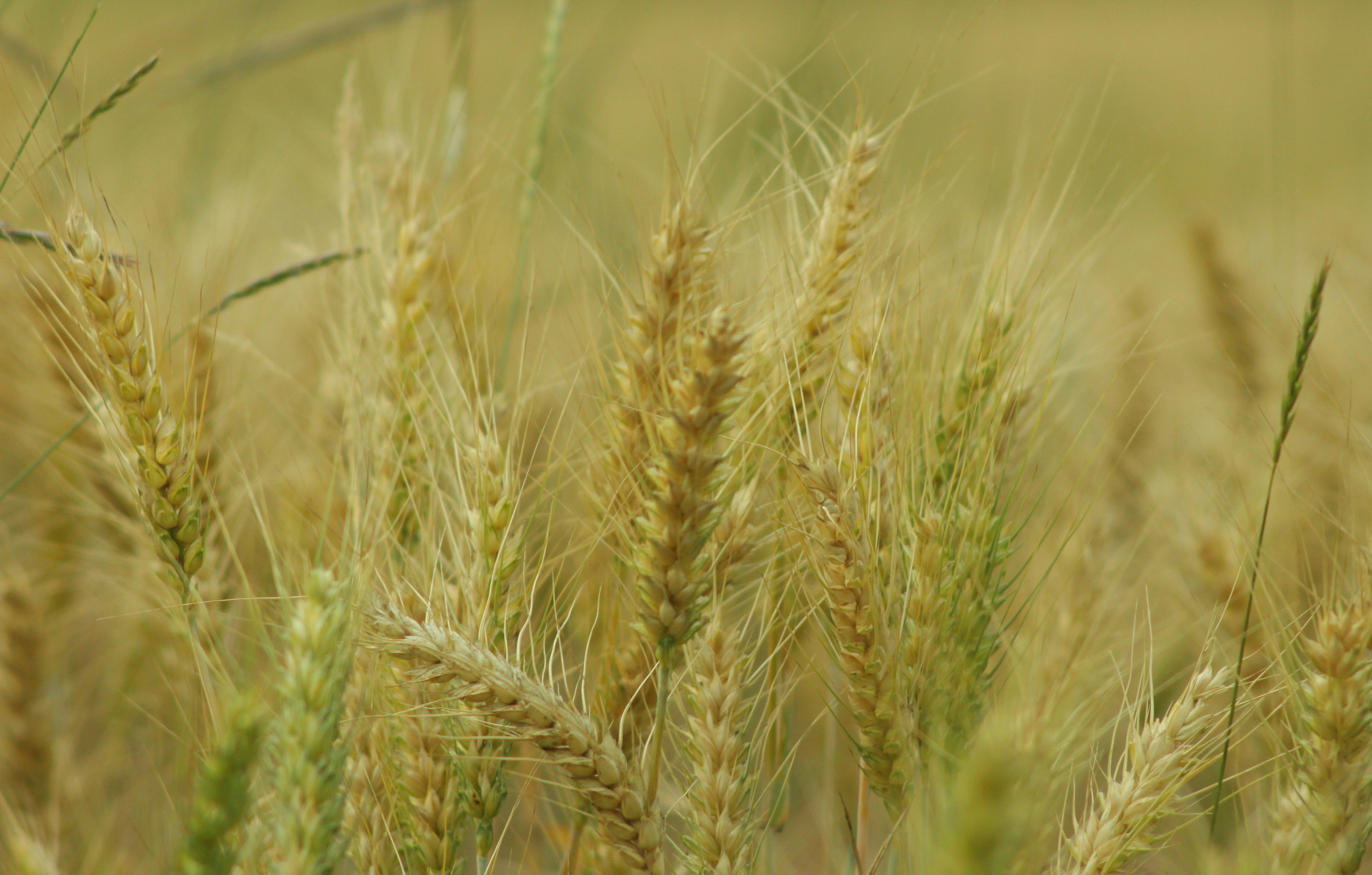 Golden Wheat Field: Close Proximity to the Cereal Heads