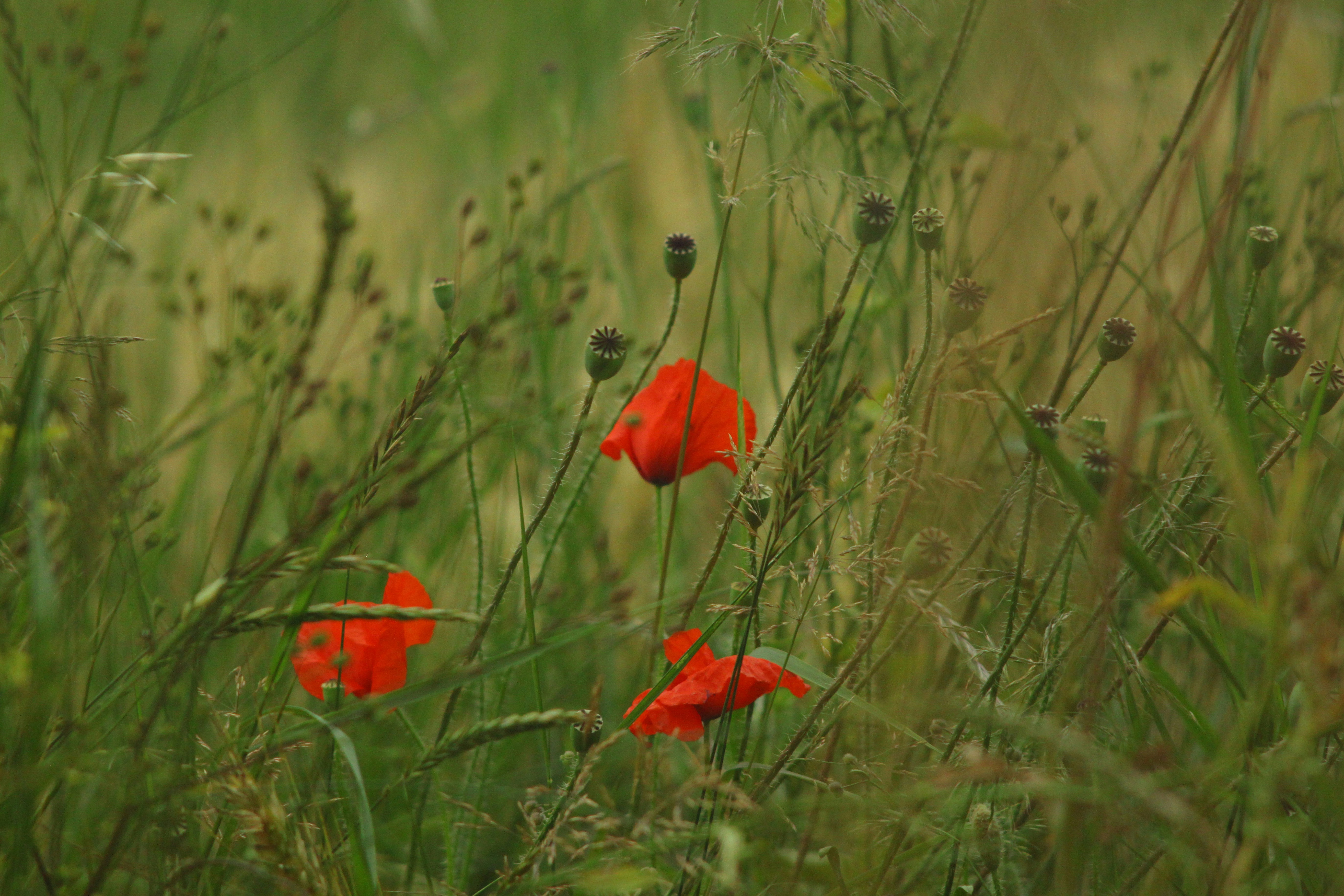 Whispers of Red Through Summer Grass