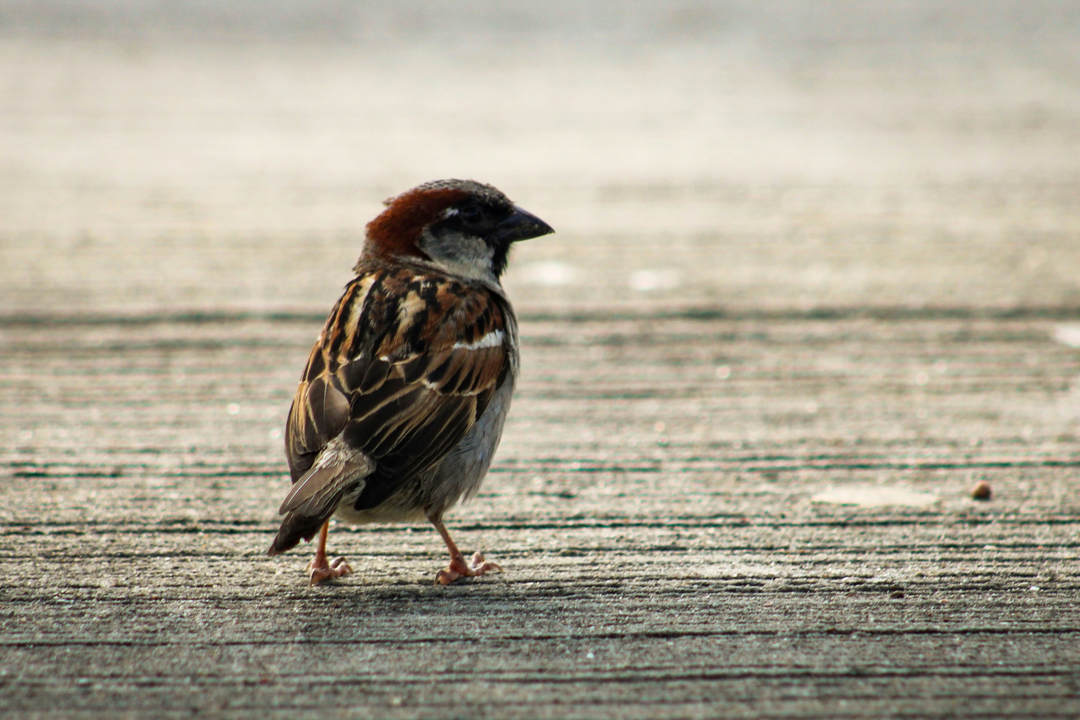 Grounded Harbinger: A sparrow on weathered planks