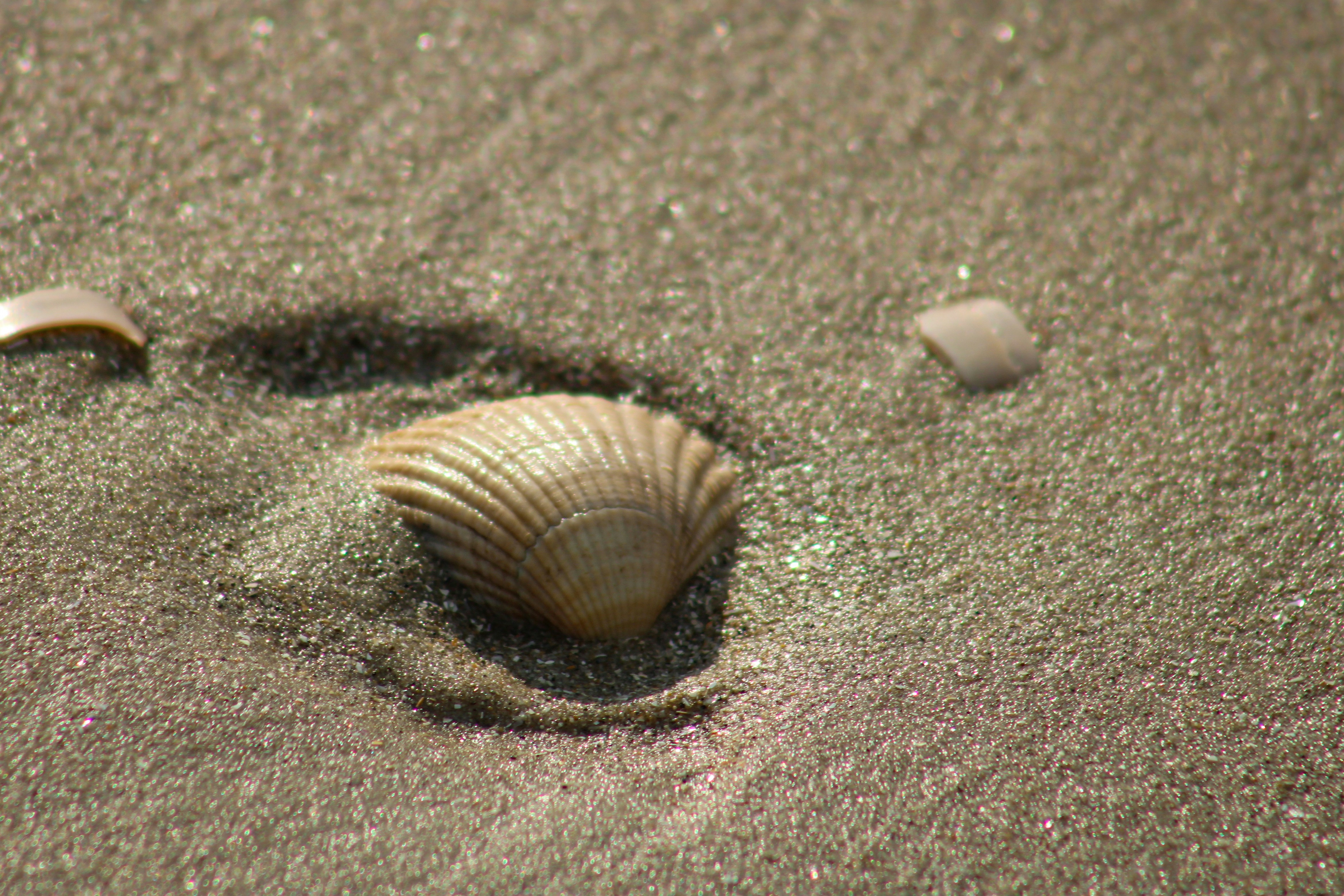 Centered Shell on Glimmering Sand