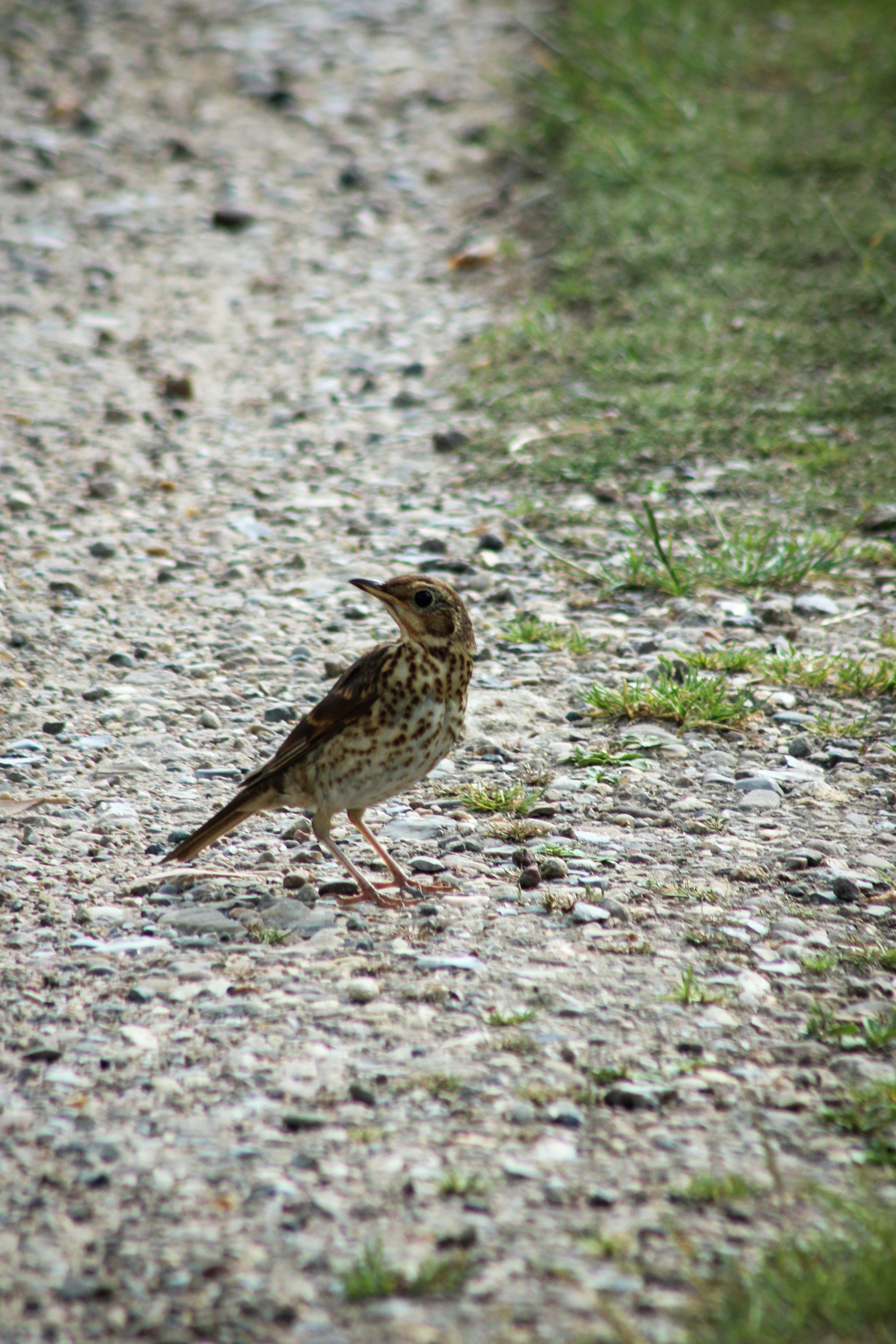 A speckled ground bird stands on a gravel path with sparse grass along the edges, captured at eye level to emphasize its posture and environment.