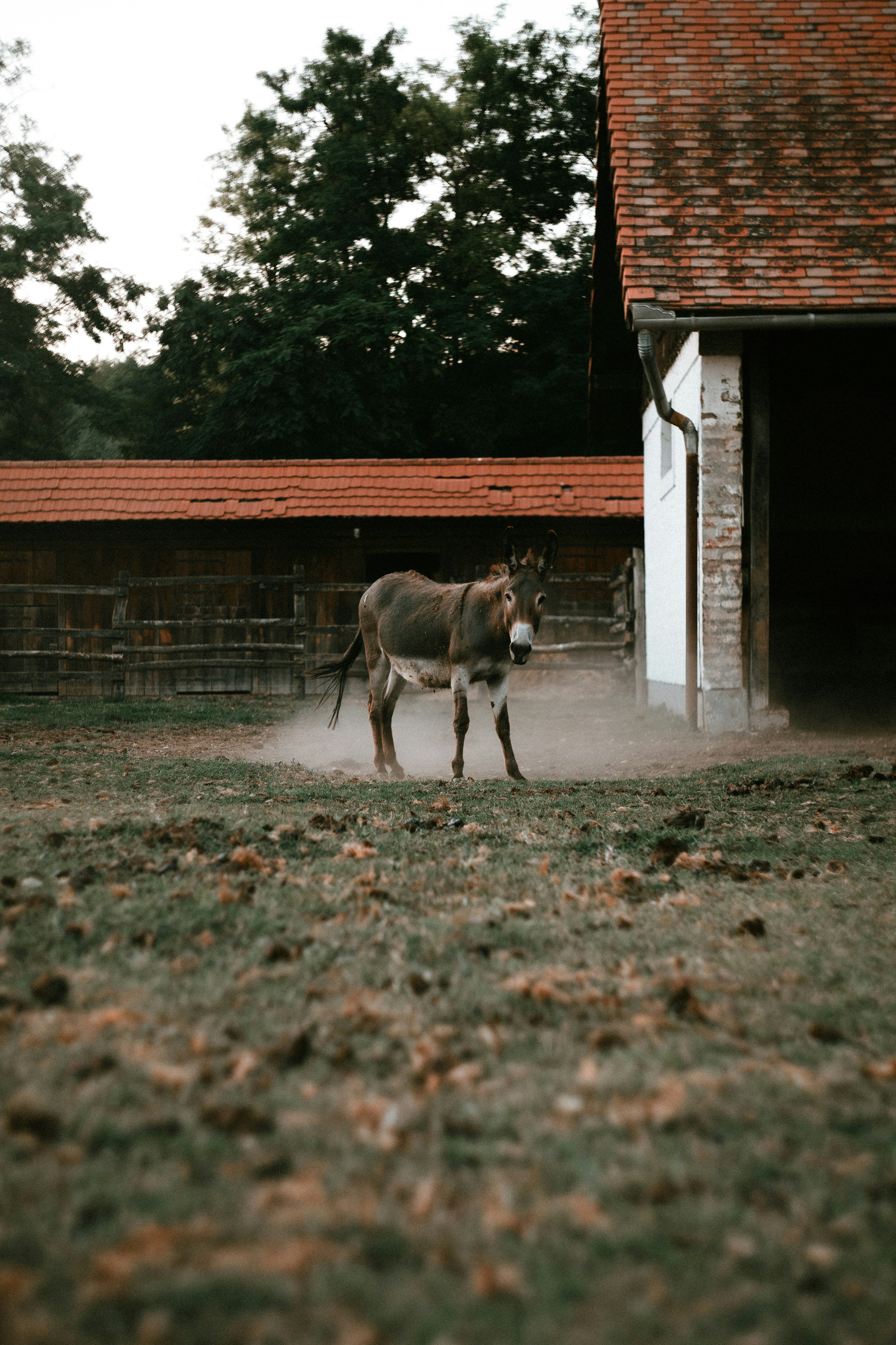 Dusty Grounded Gentle Giant by the Barn