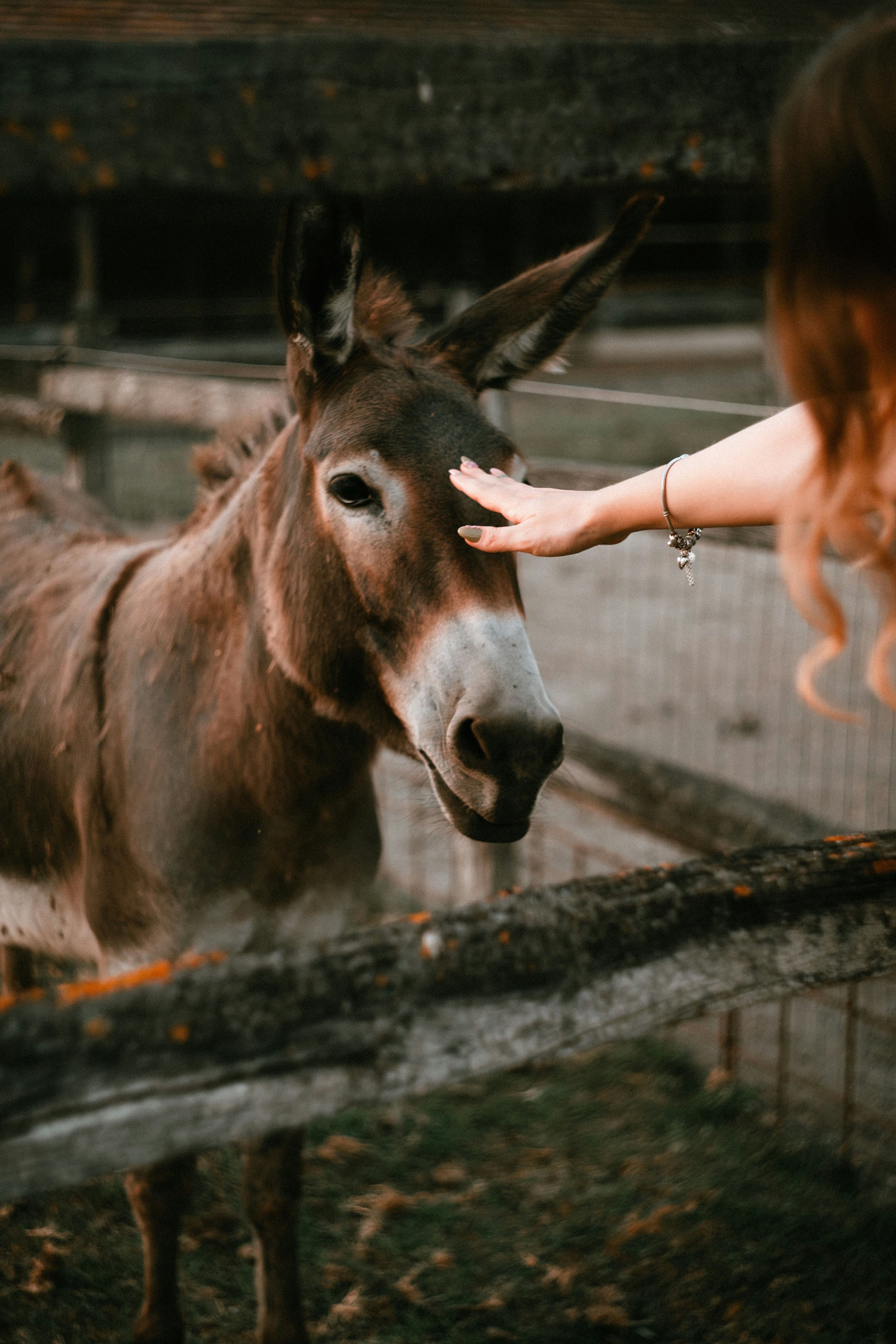 Gentle Touch Across the Fence