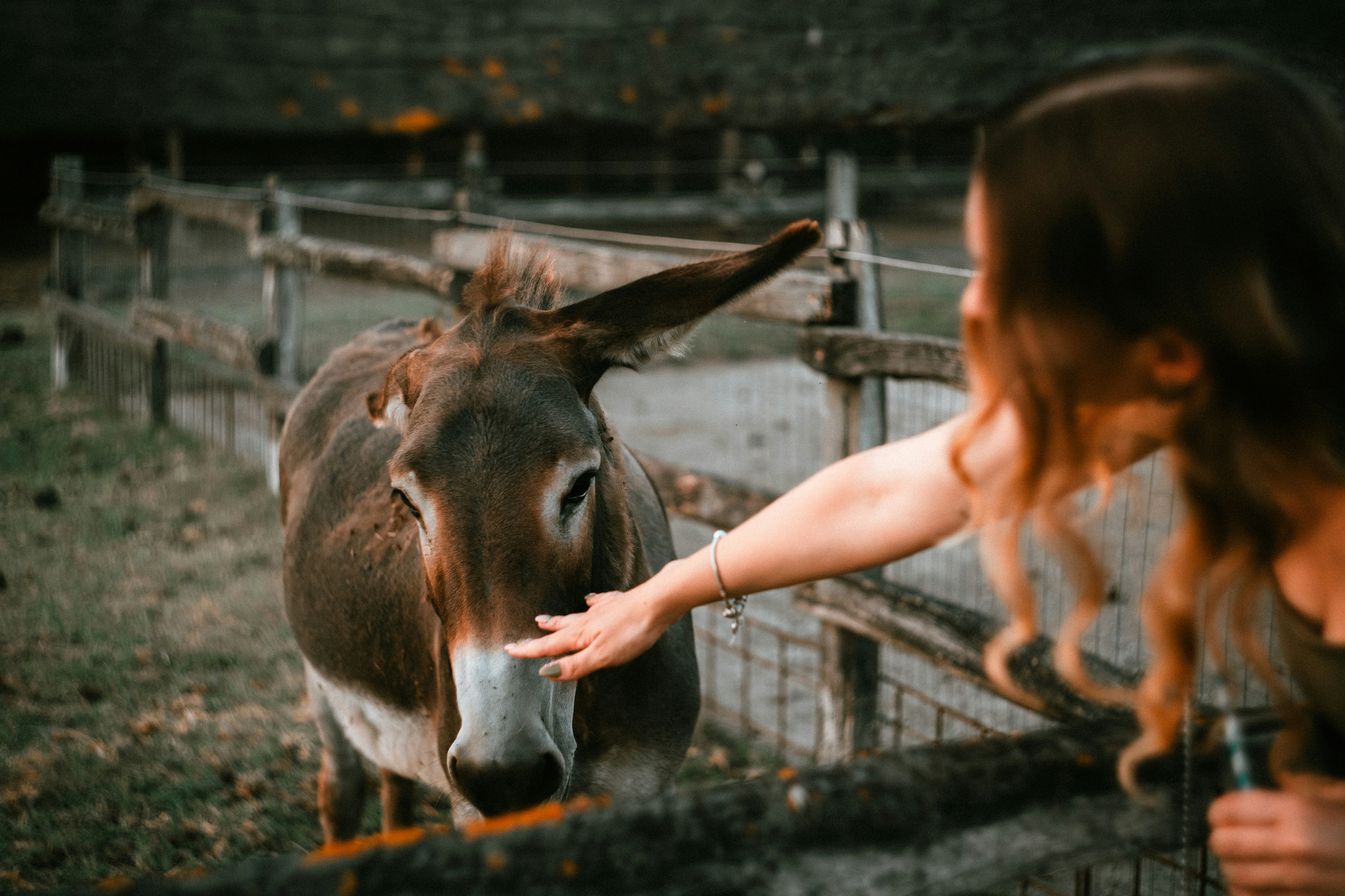 Touch of Trust: Hand Meets Horse in a Quiet Farmyard Moment