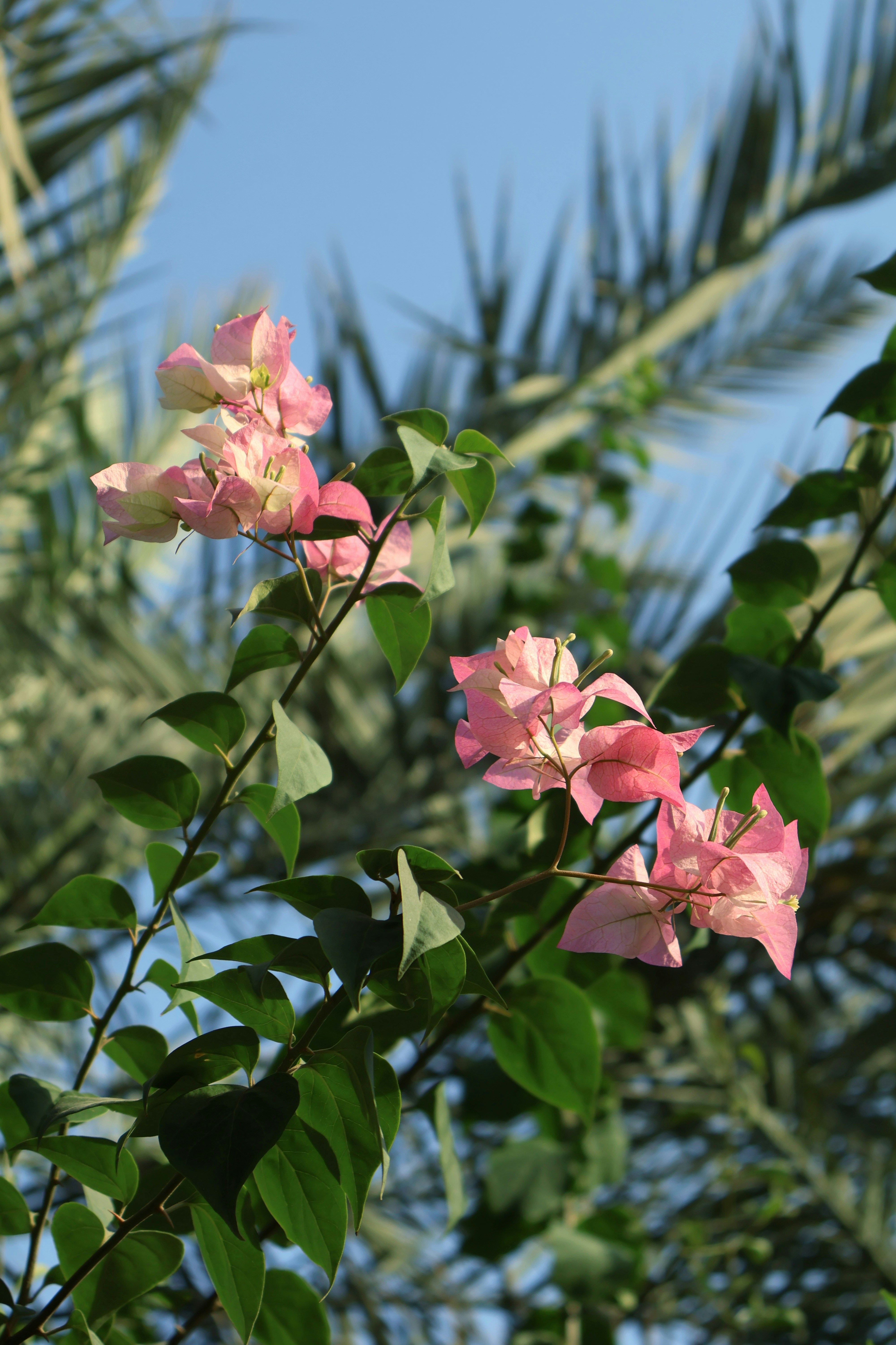 Pink Bougainvillea Burst Against a Sunny Blue Sky