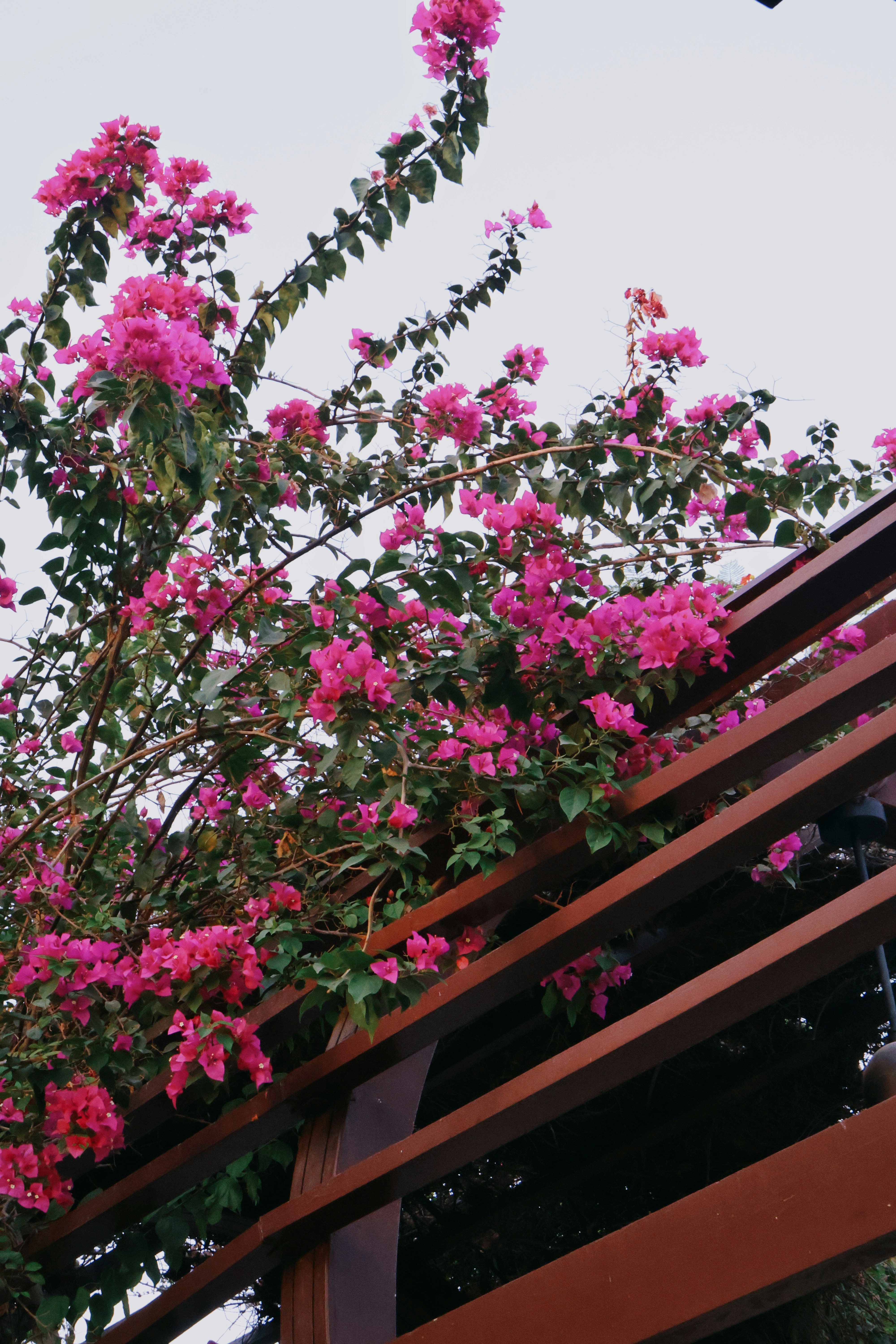 Pink Bougainvillea Climbing Over a Modern Wood Lattice