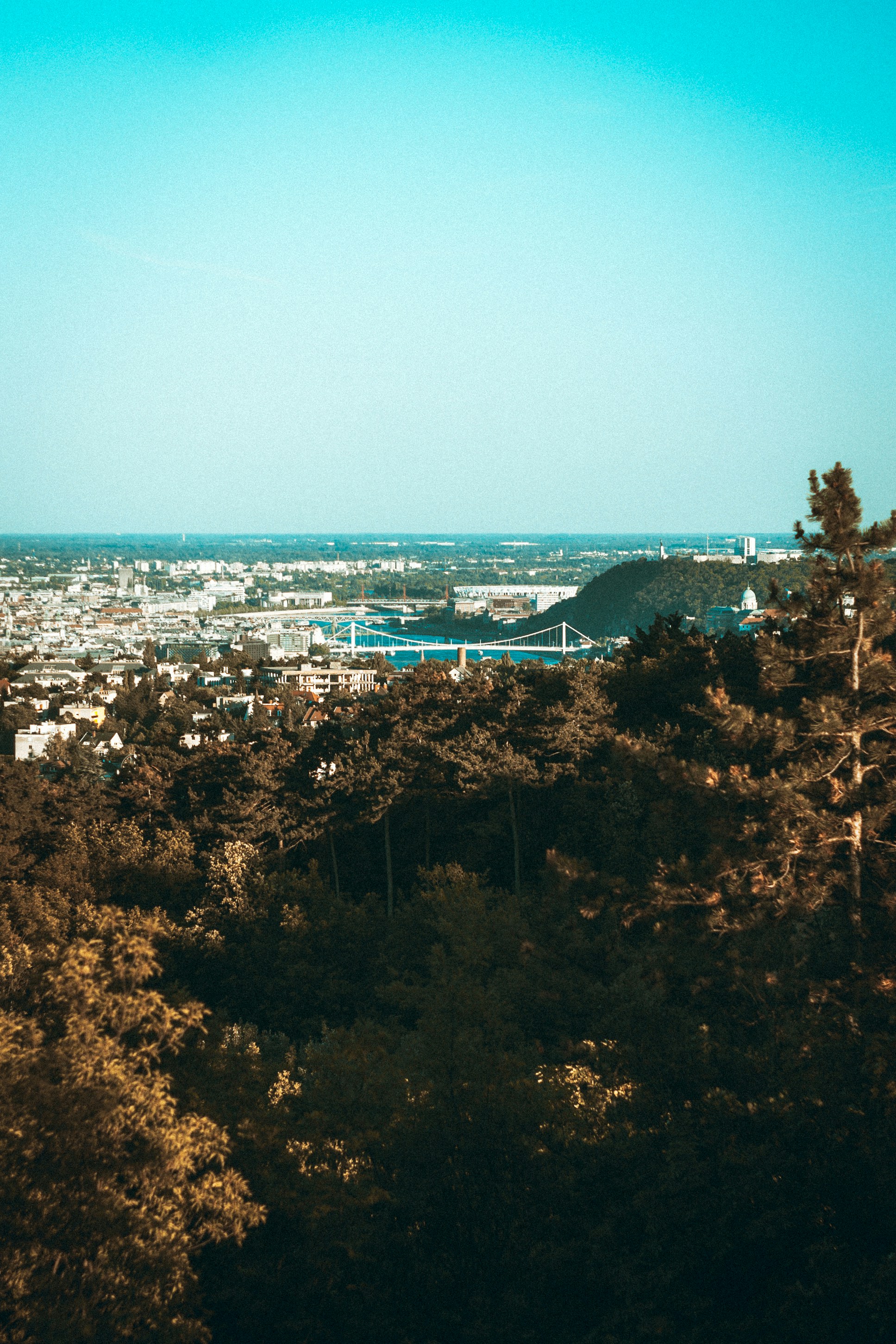 City Crowned by Hillcrest Pines