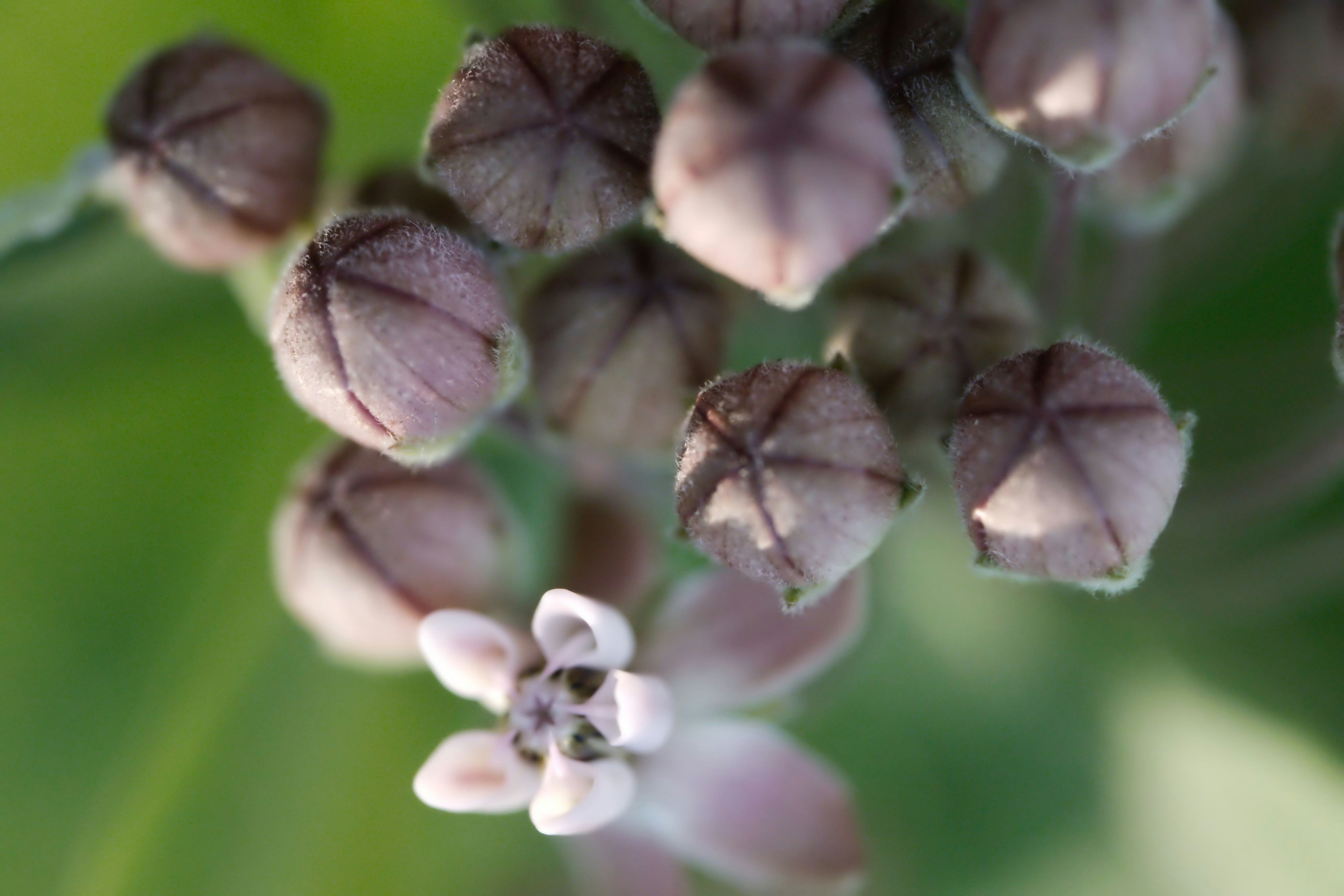 Blooming cluster: delicate pistils awaken amid velvet pods
