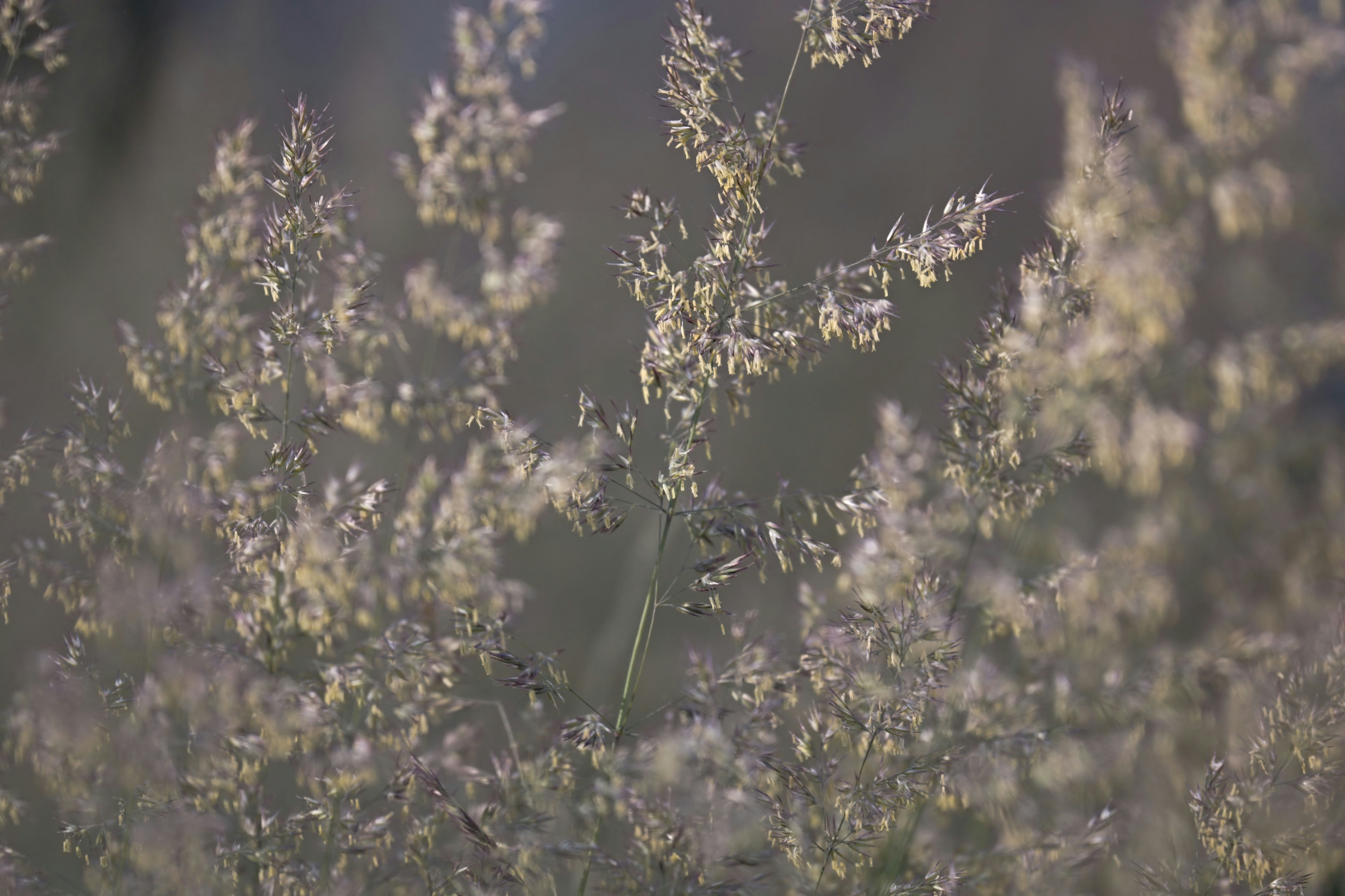 Feathery grass seed heads glowing in soft light.