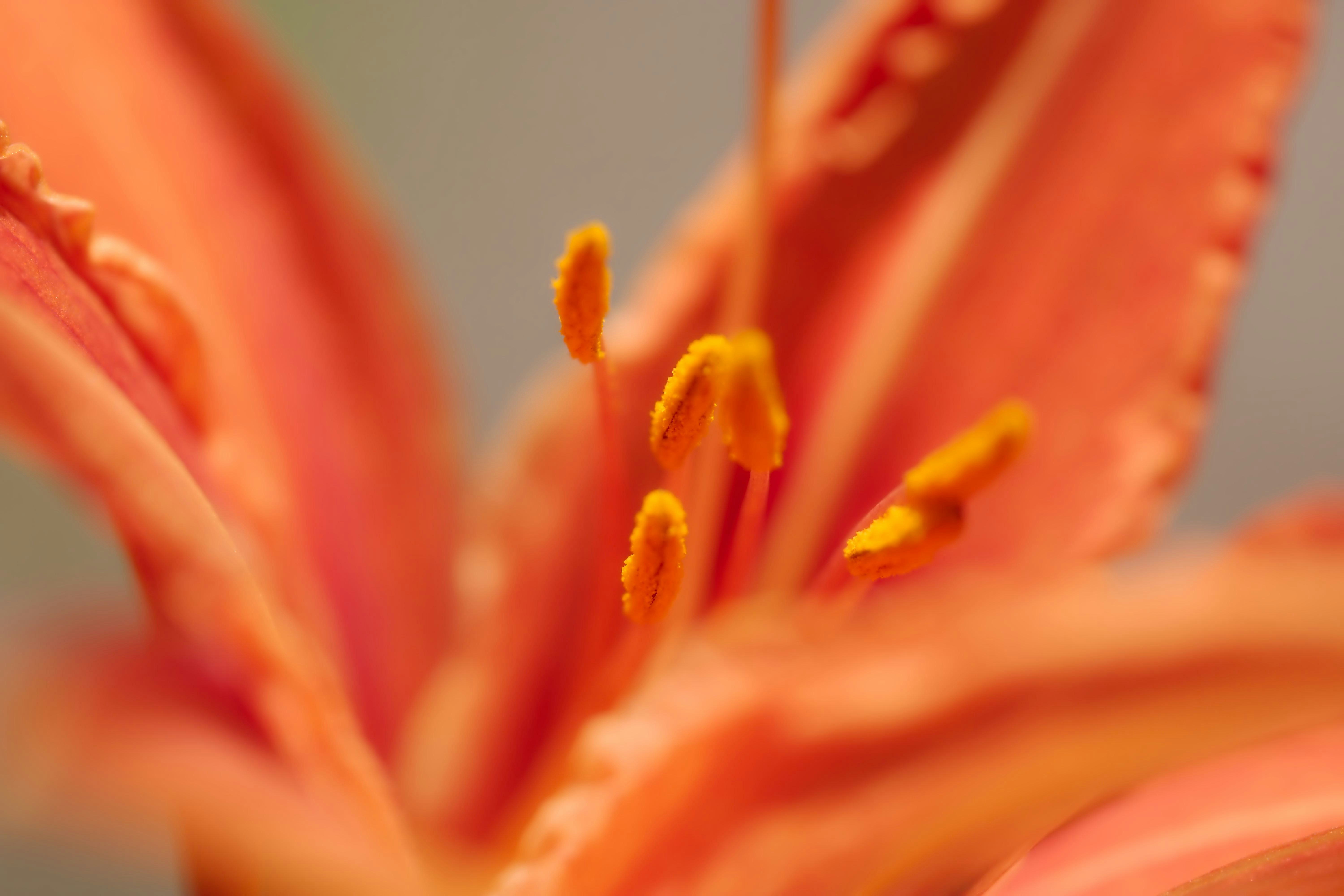 Soft Macro Sunrise: Coral Impressions Within Petals