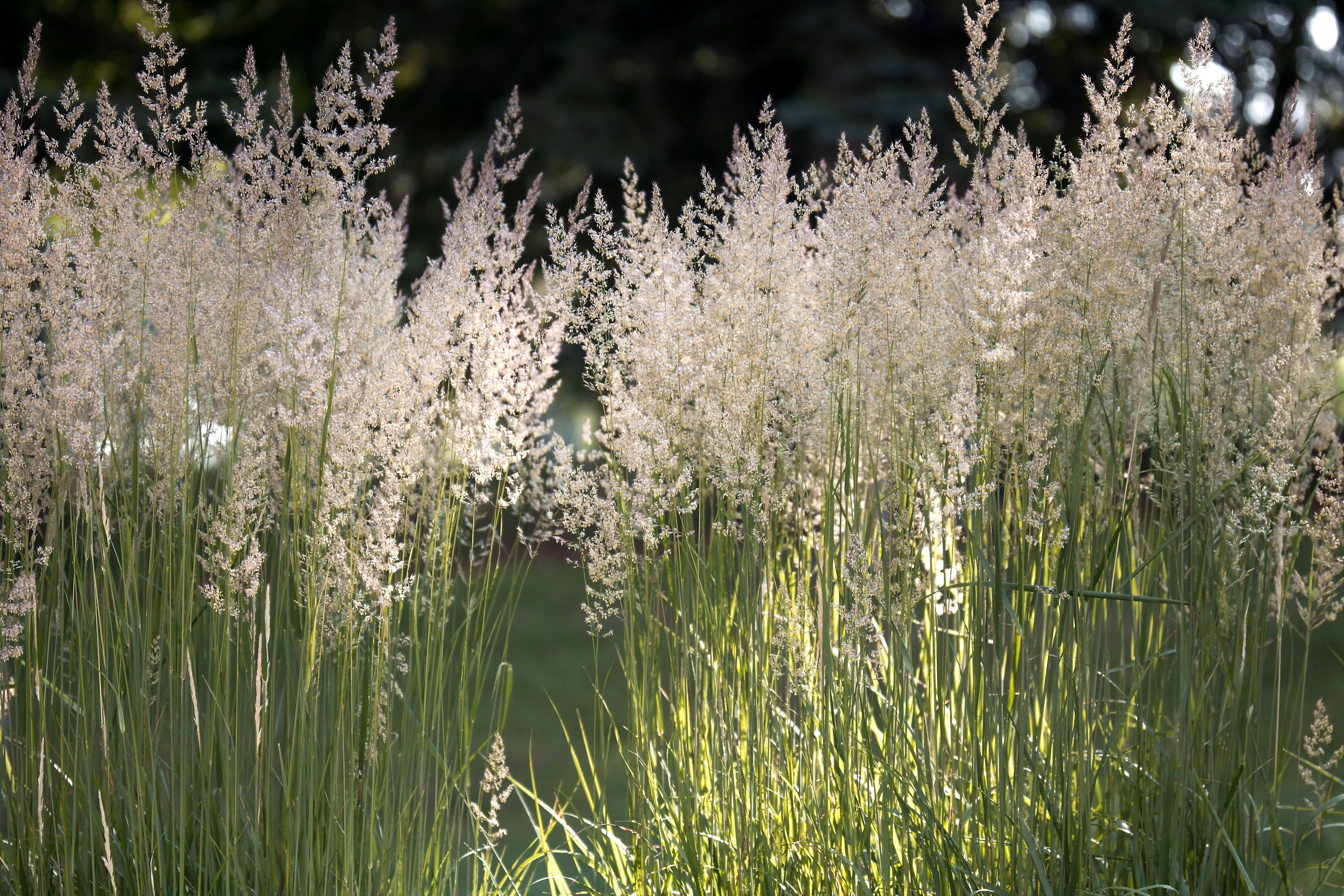 Sunlit Meadow of Feathered Heads