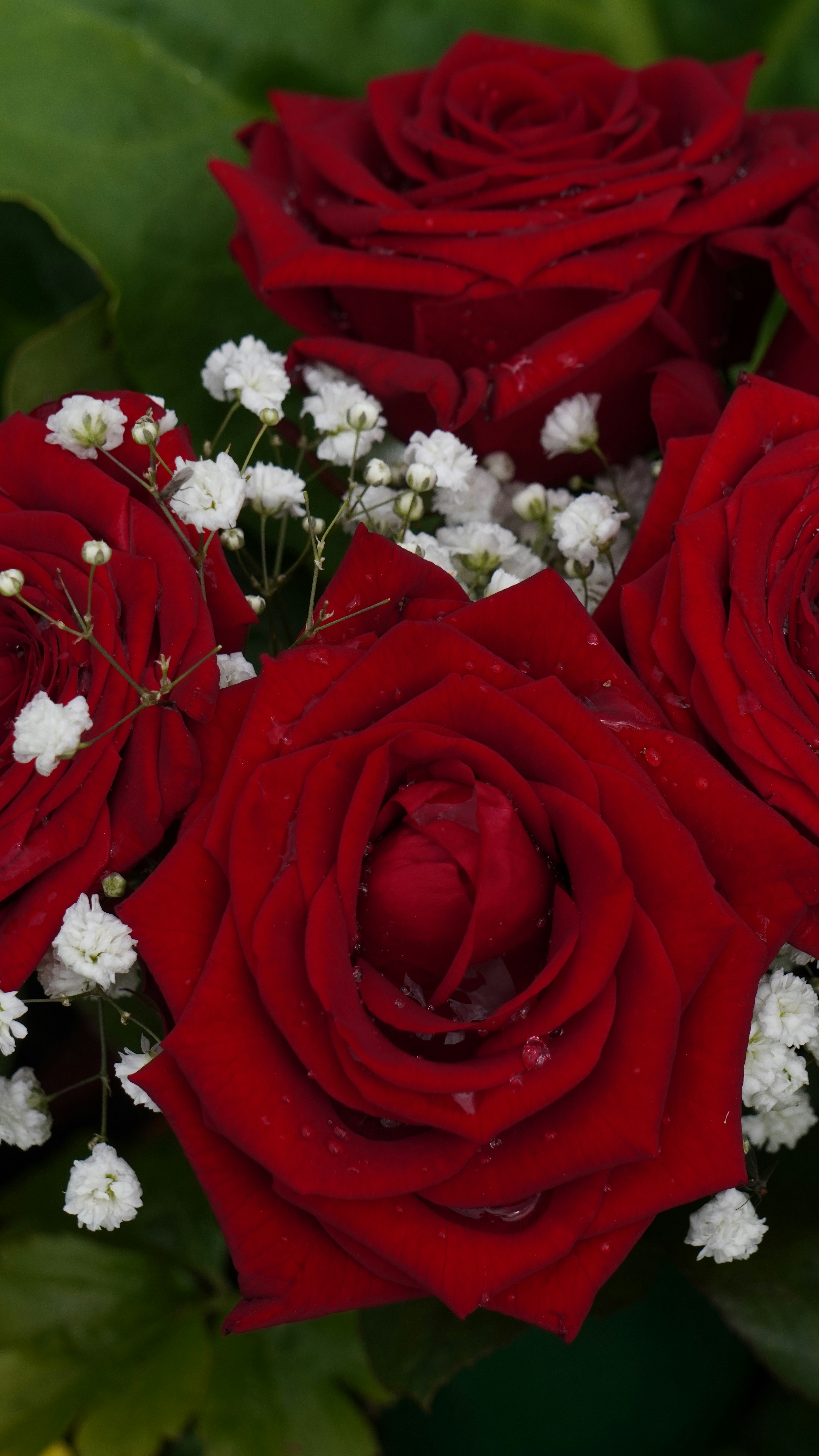 Crimson Rosettes in Bloom: A Close-Up of Velvet Petals