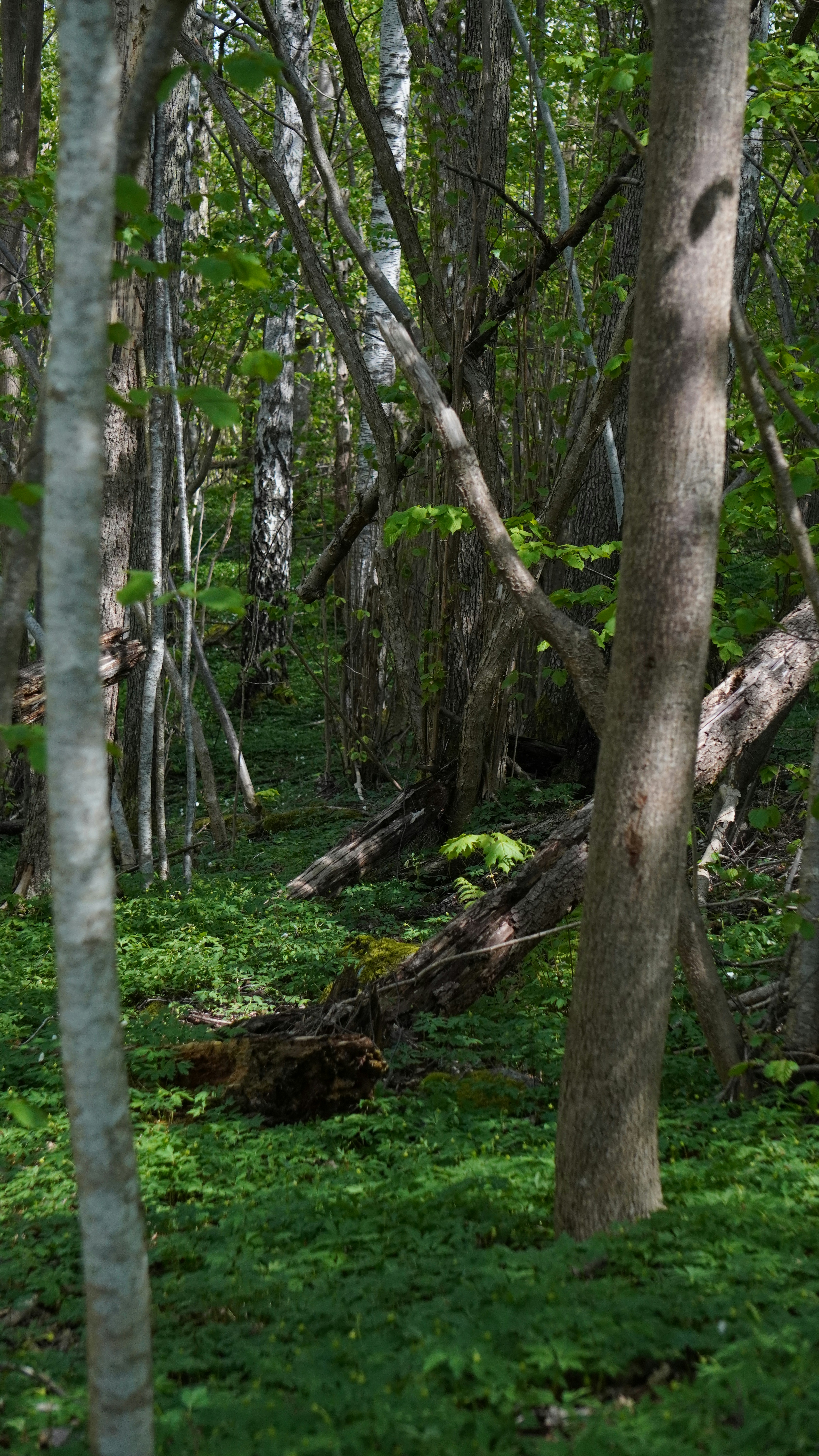 Close-knit Alley of Trees: Sunlit Understory in a Quiet Forest
