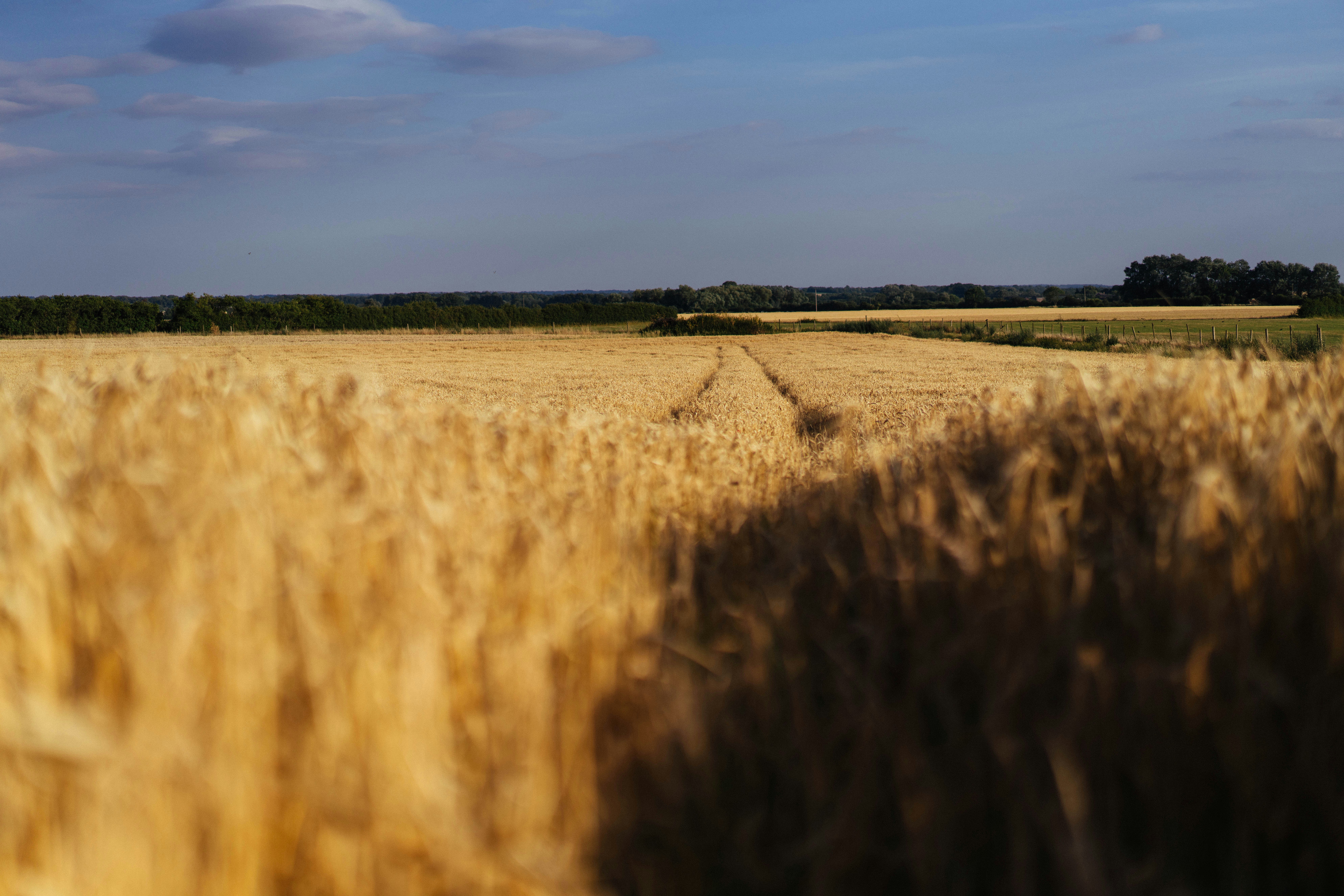 Golden Horizon: Wheat Field Leading to a Quiet Farmland Road