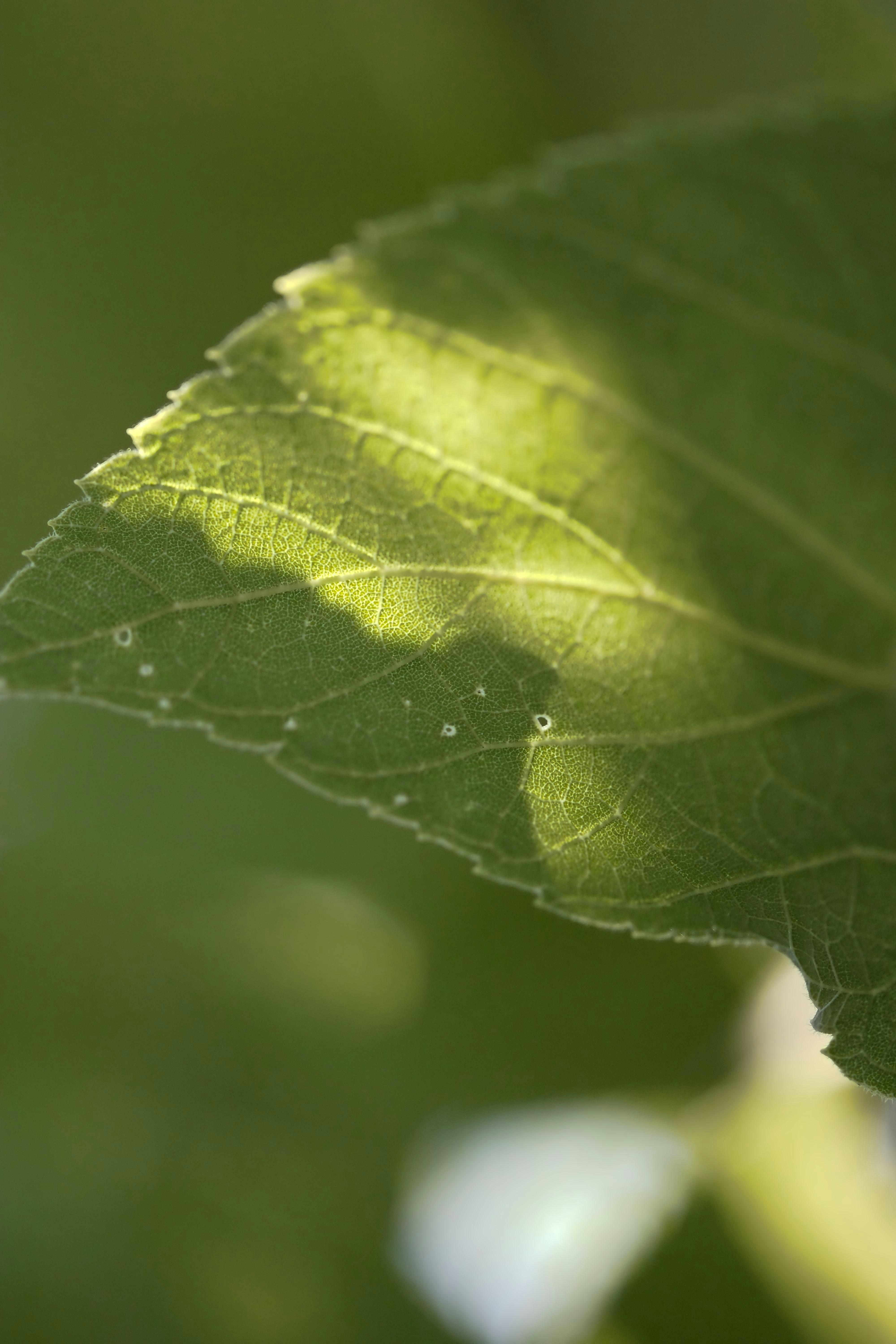 Sunlit Veins: A Close-Up of a Leaf's Textured Edge and Shadowed Veins