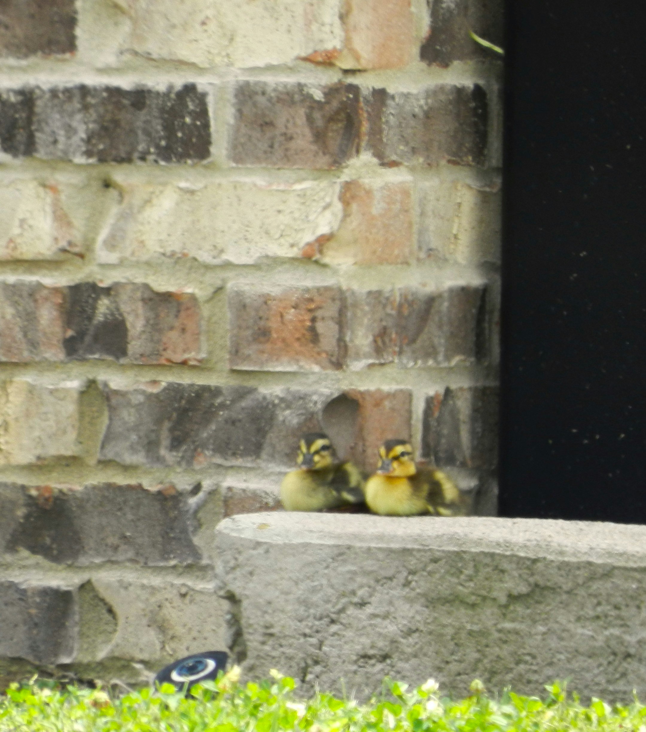 Two fledgling birds perch at the edge of a concrete ledge