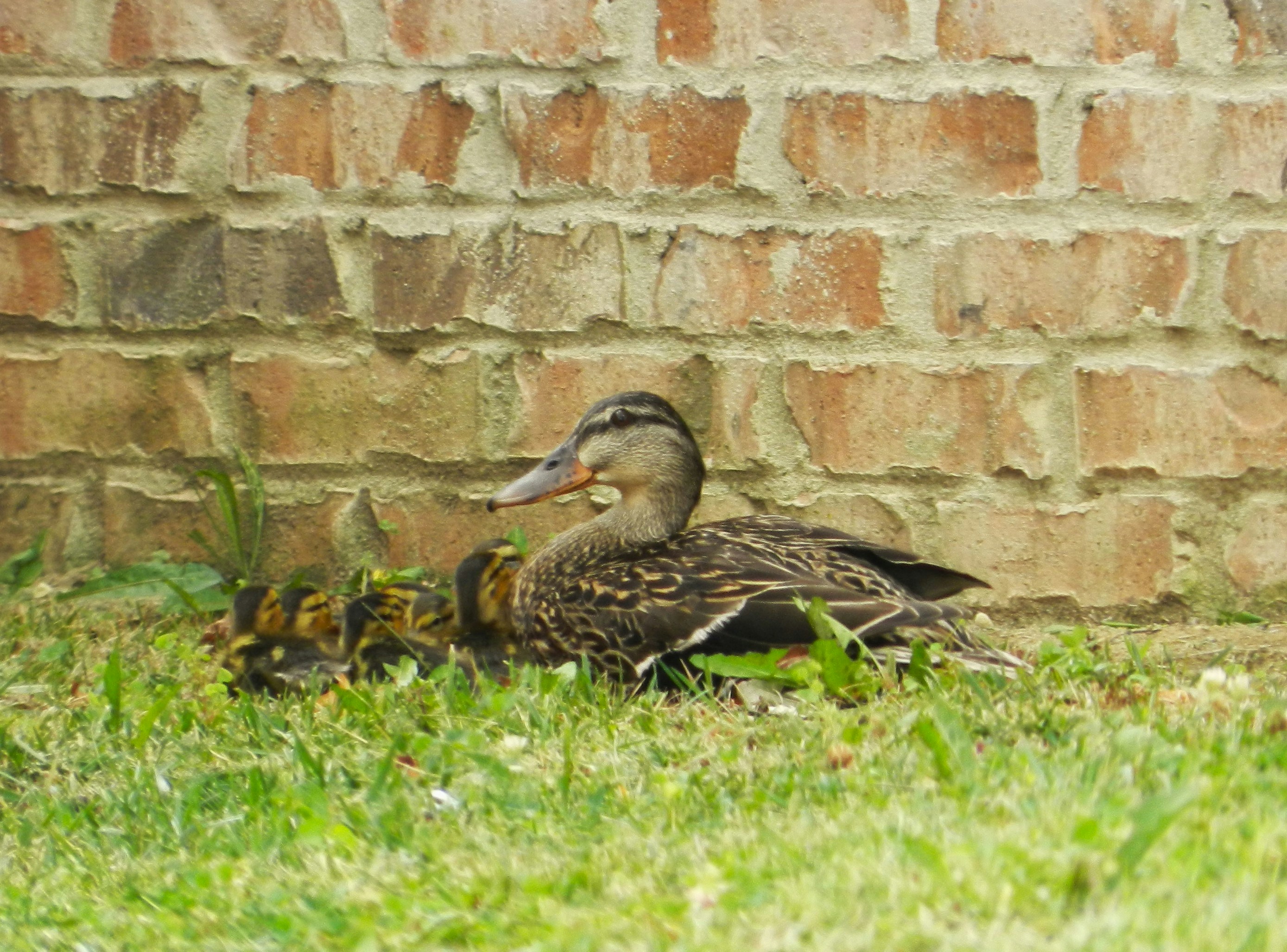 Mother Mallard and Ducklings Rest by Brick Wall