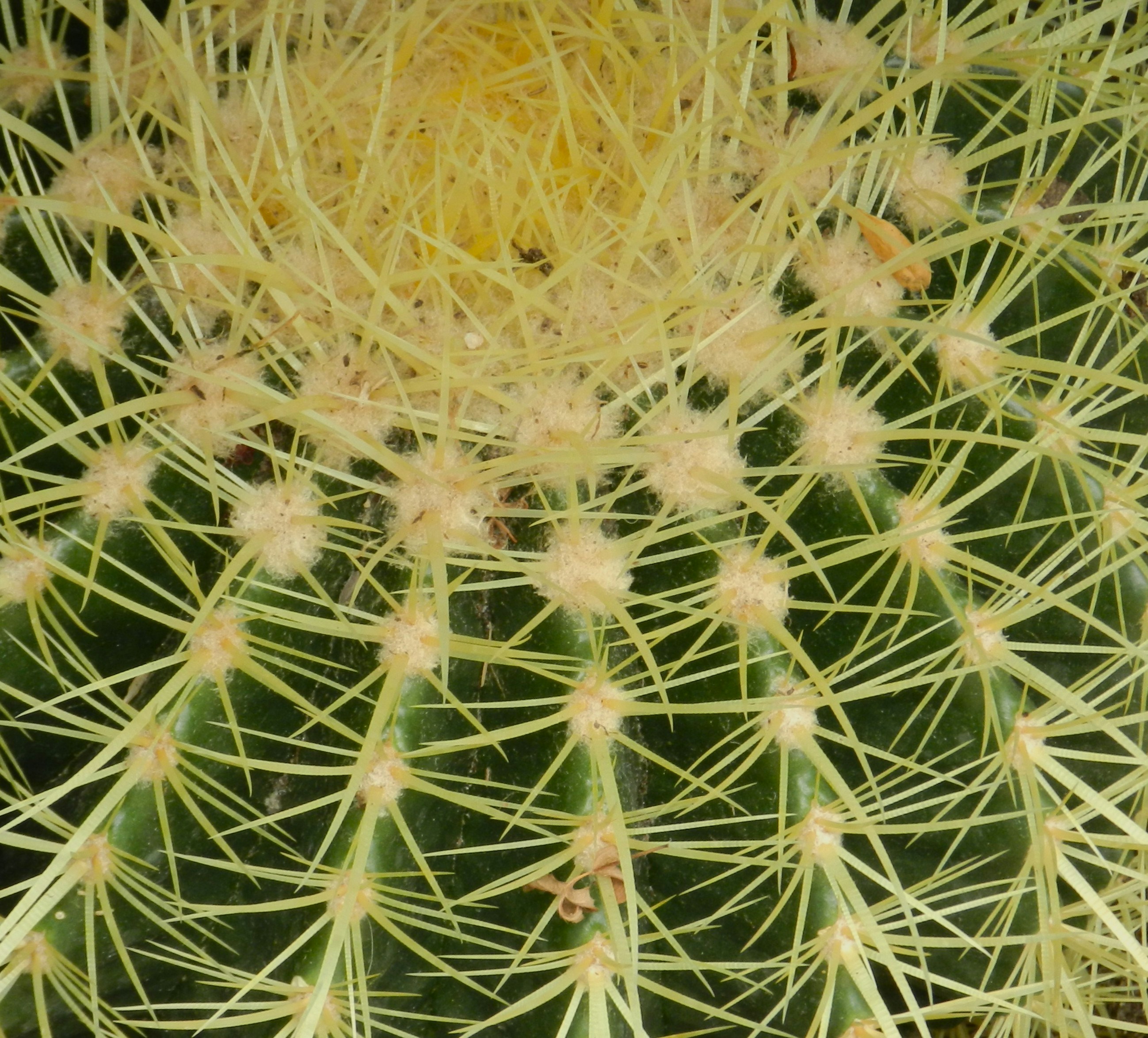 Macro Spine Network: Close-Up of a Barrel Cactus